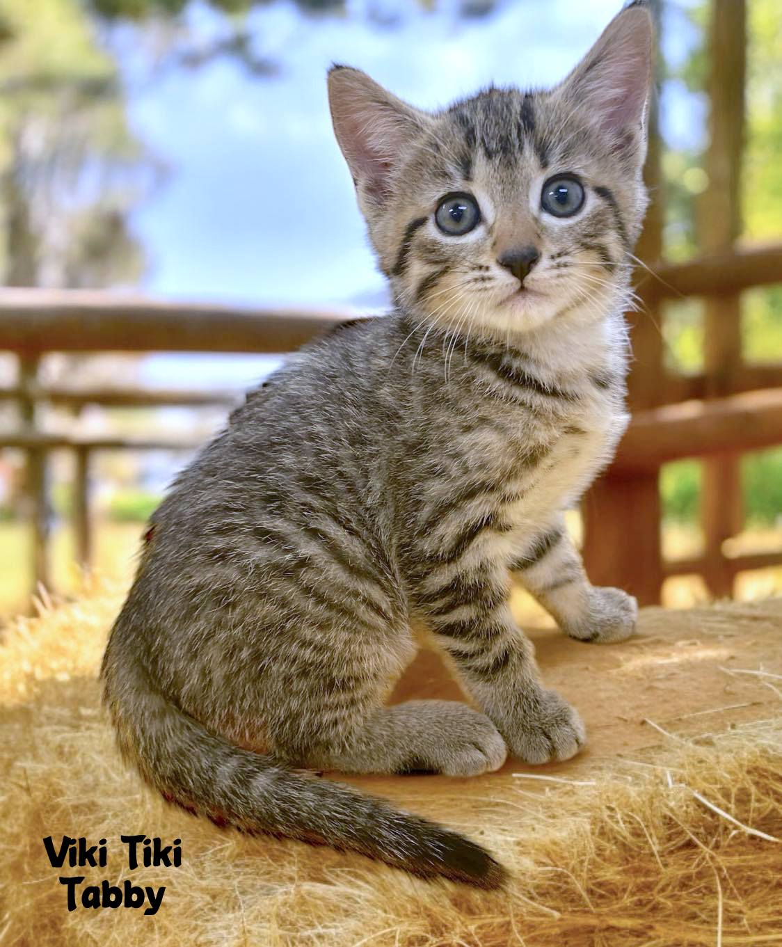 Cat for adoption - VIKI TIKI TABBY, an American Shorthair in Sumter, SC ...