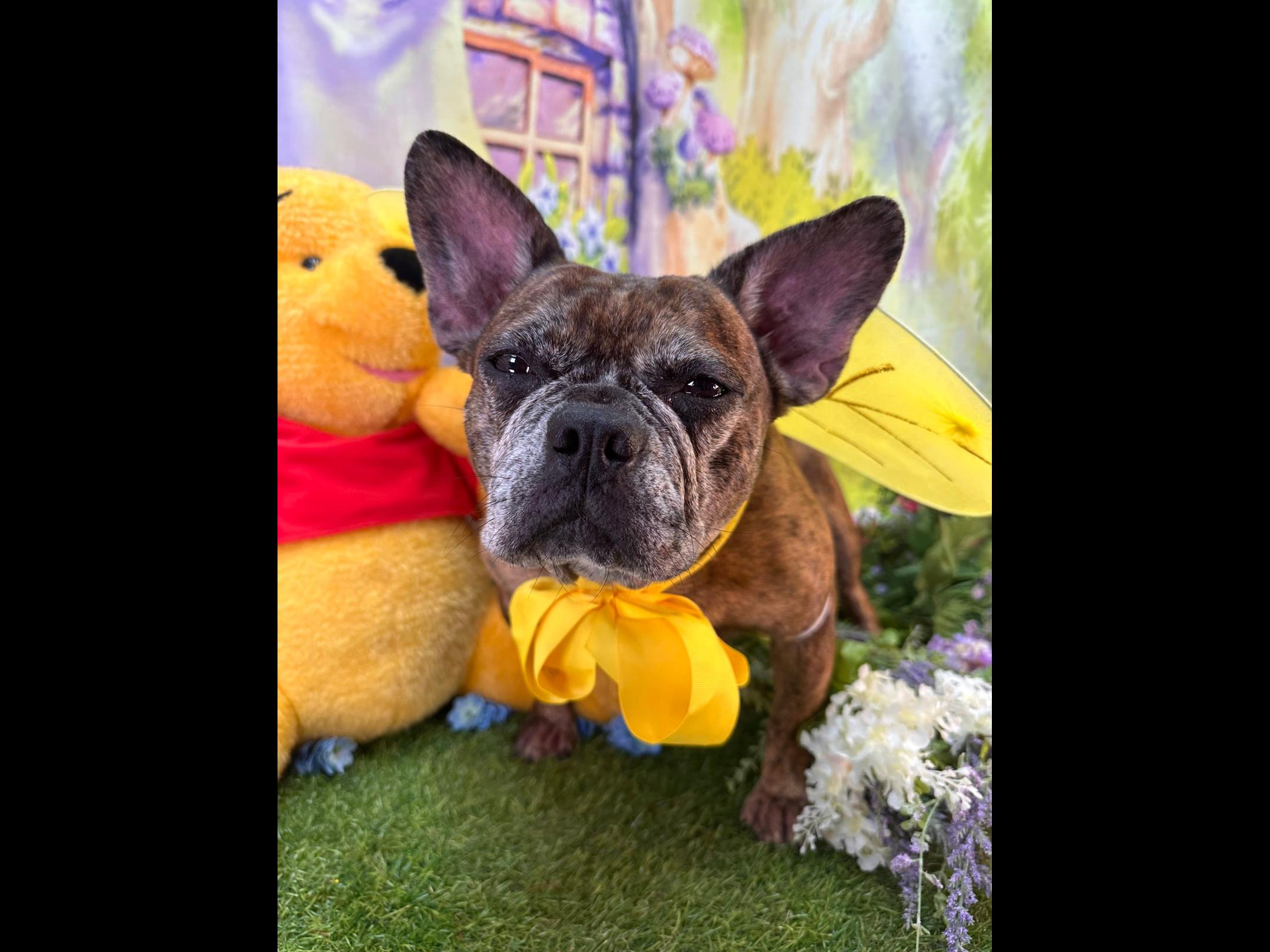 Dog for adoption - Pudge, a French Bulldog in Winchester, KY | Petfinder