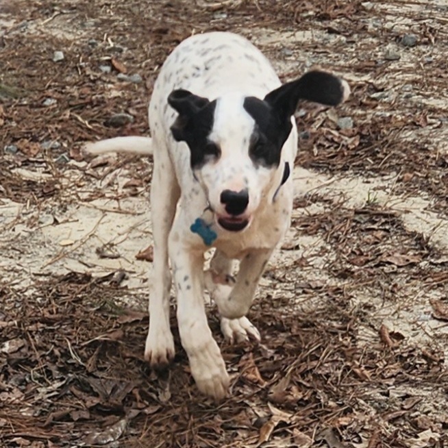 Dog for adoption - Petey, a Pointer Mix in Chesapeake, VA | Petfinder