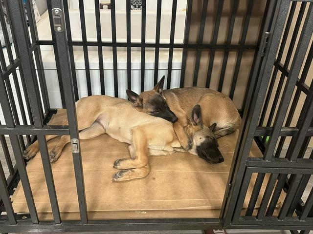 Dog for adoption - Marlee and Bailey, a Belgian Shepherd / Malinois Mix ...