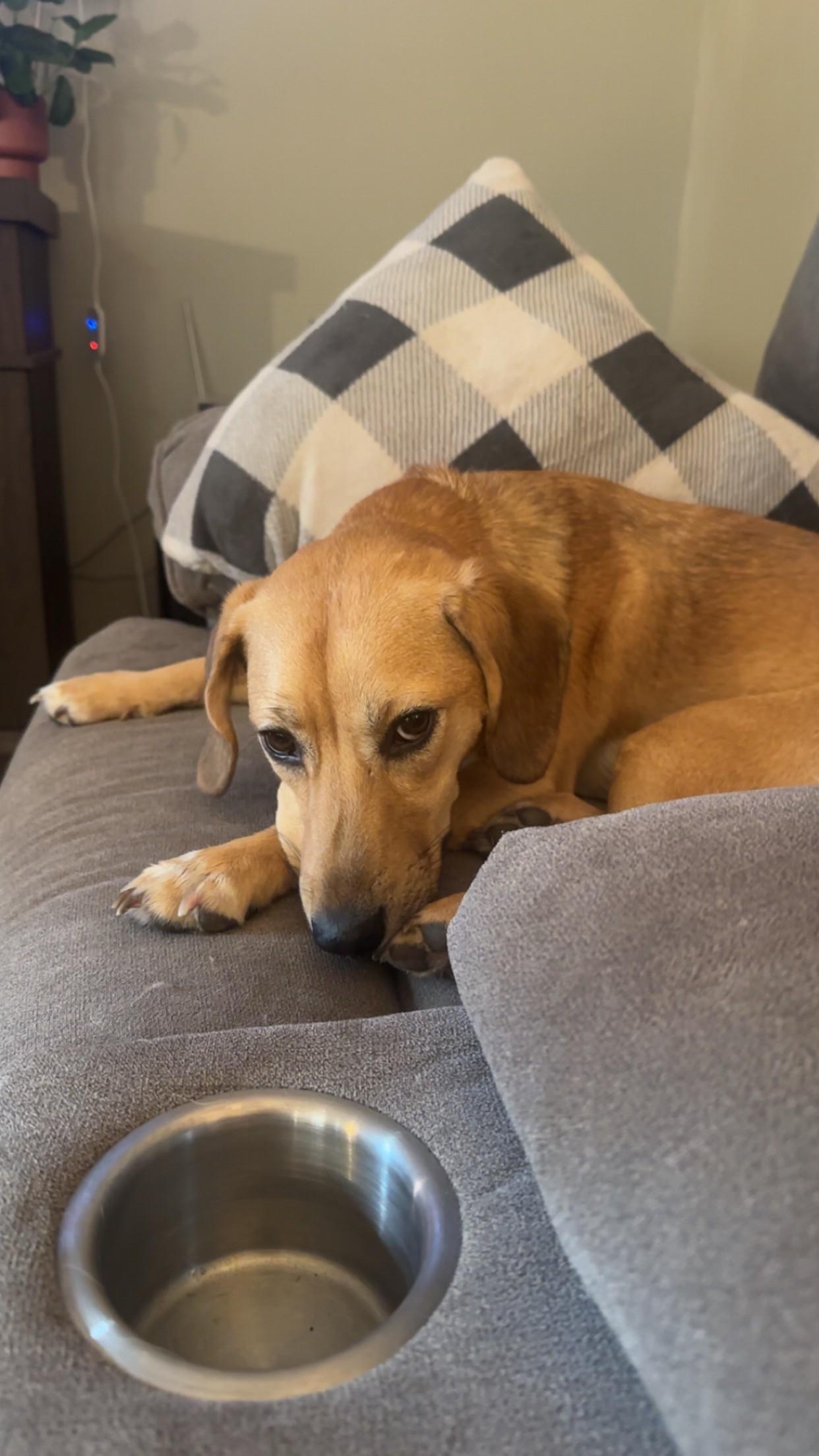 Dog for adoption - Stevie, a Beagle & Labrador Retriever Mix in Sioux ...