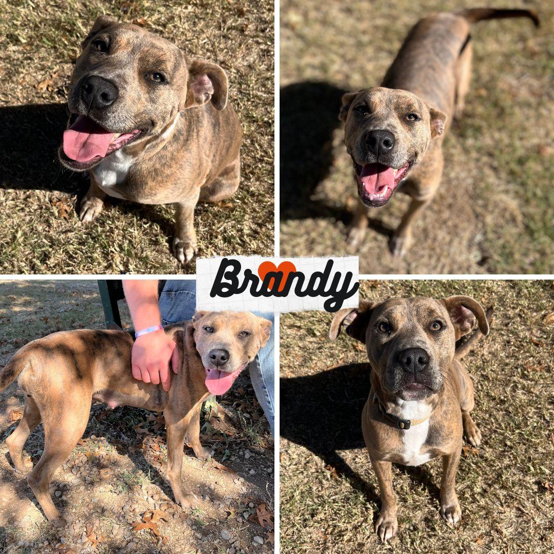 Dog for adoption - Brandy, an American Staffordshire Terrier & Pit Bull ...