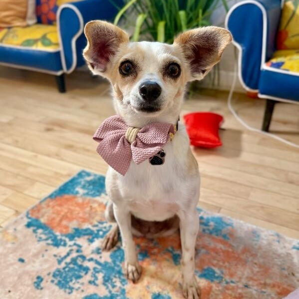 Dog for adoption - Amy Rose, a Chihuahua Mix in Pittsburgh, PA | Petfinder