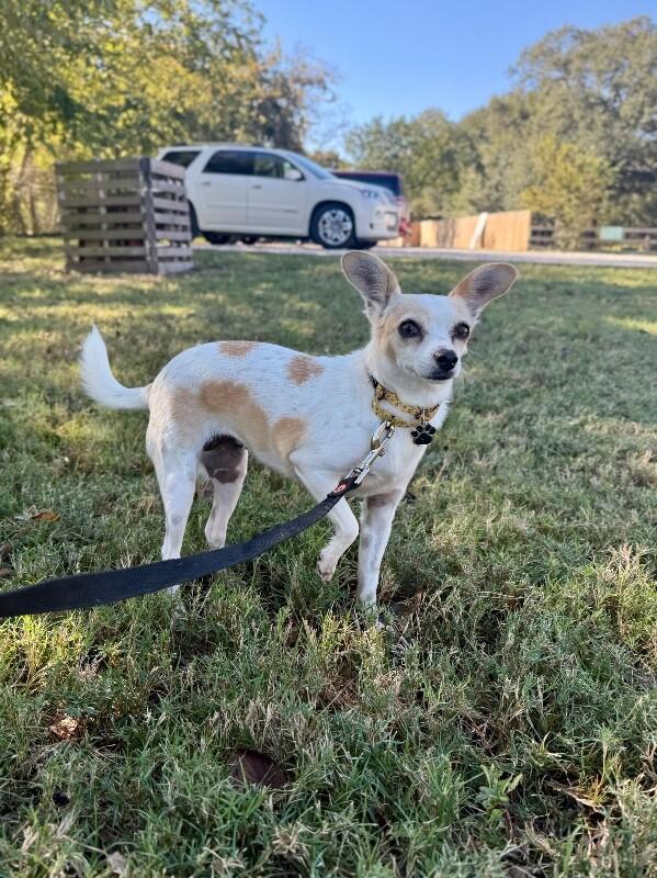 Dog for adoption - Amy Rose, a Chihuahua Mix in Pittsburgh, PA | Petfinder