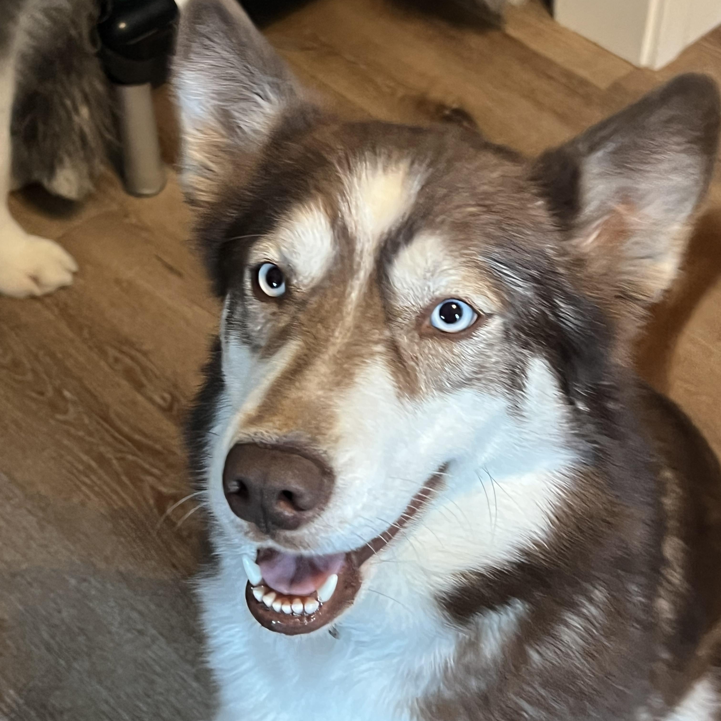 Dog for adoption - SADIE, a Siberian Husky in LONG BEACH, CA | Petfinder