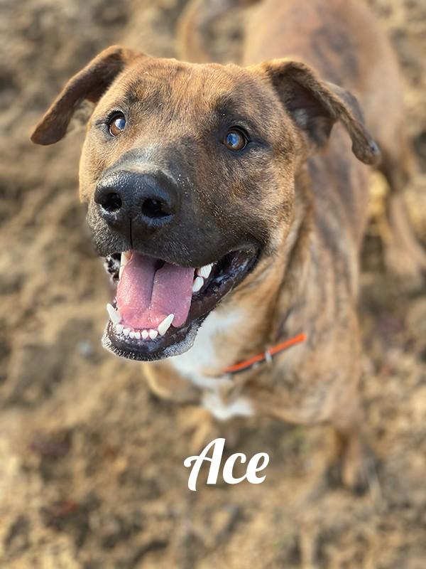 Dog for adoption - Ace, a Hound Mix in Manistee, MI | Petfinder