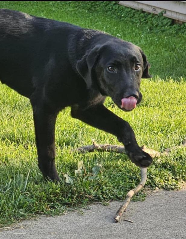 Dog for adoption - Eugene, a Labrador Retriever & Norwegian Elkhound ...