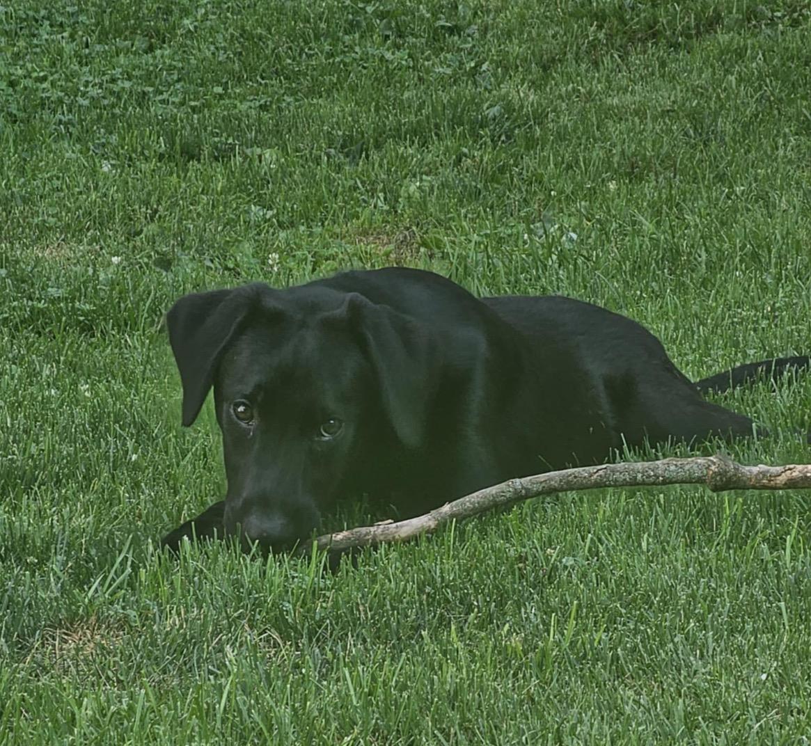 Dog for adoption - Eugene, a Labrador Retriever & Norwegian Elkhound ...