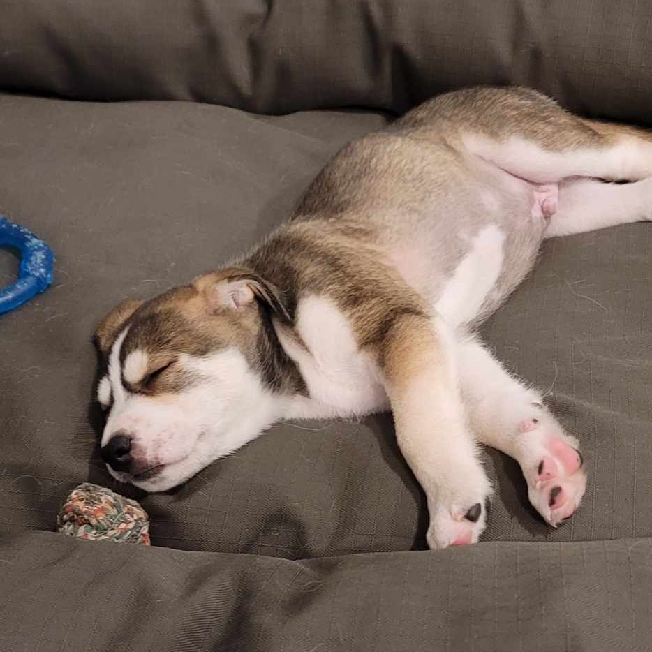 Dog for adoption - Pistachio, a Husky & Labrador Retriever Mix in Salem, VA | Petfinder