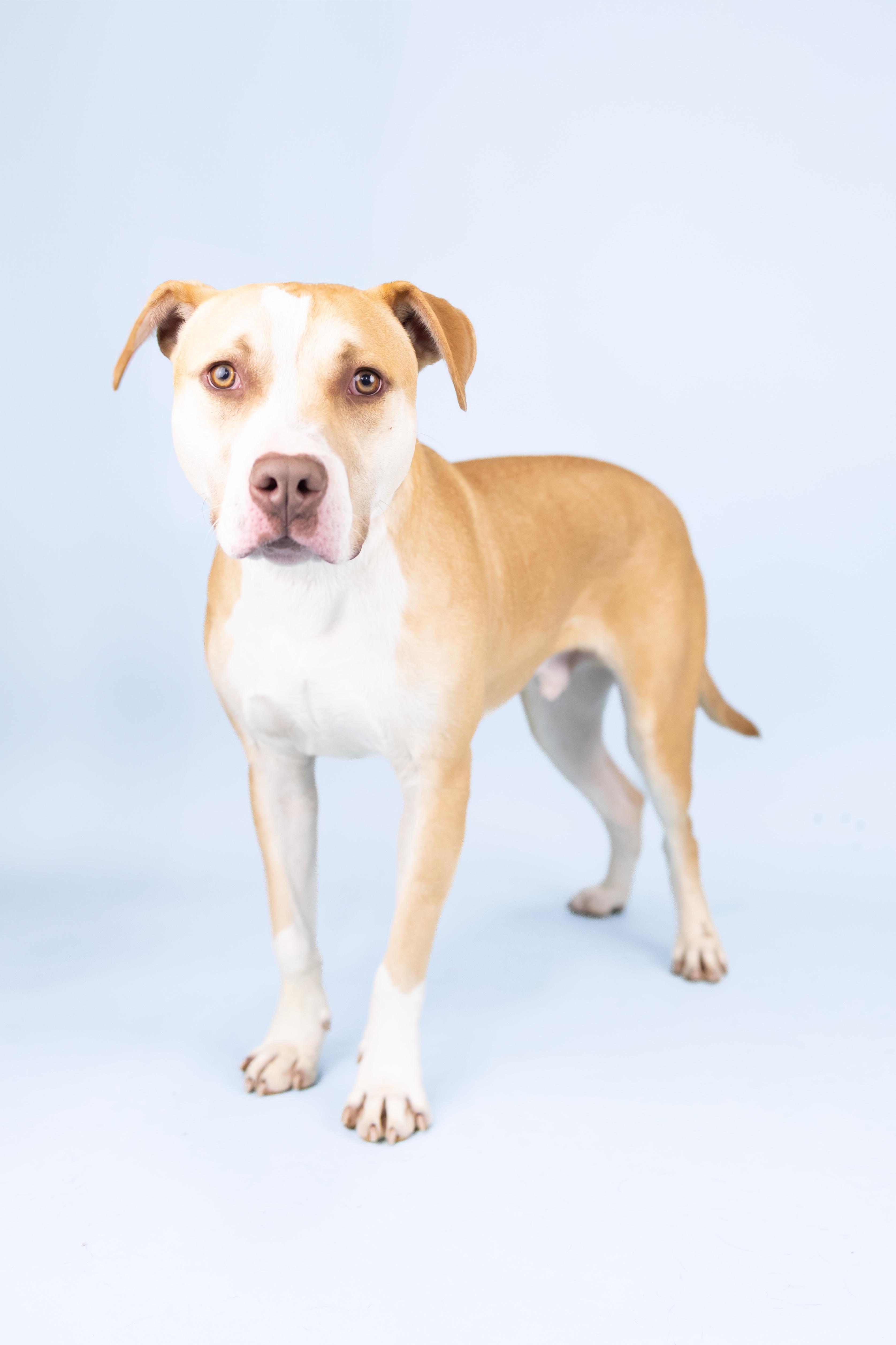 Dog for adoption - Cory, a Mixed Breed in Portland, OR | Petfinder