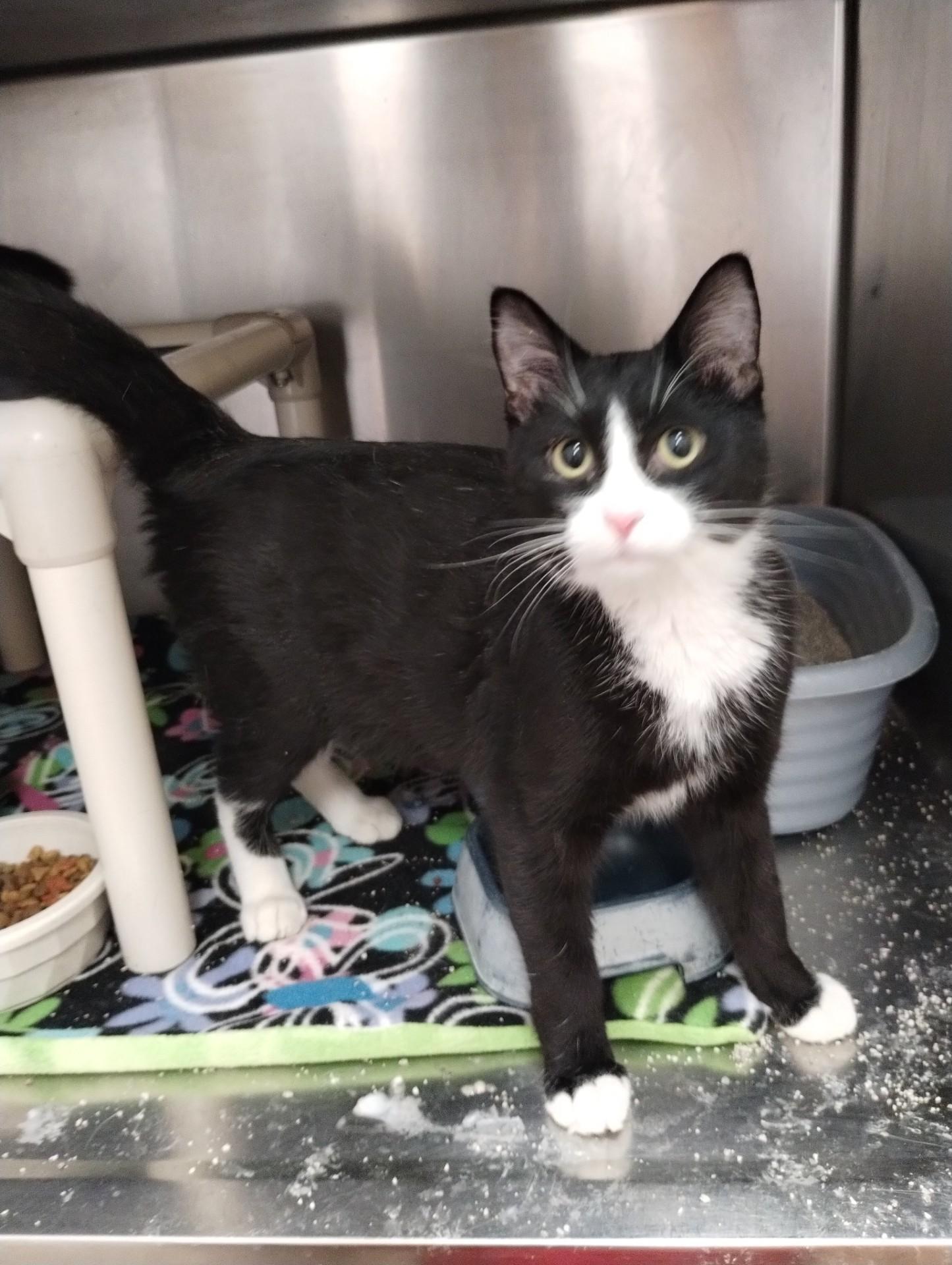 Cat for adoption - Jinx, a Domestic Short Hair in Brainerd, MN | Petfinder