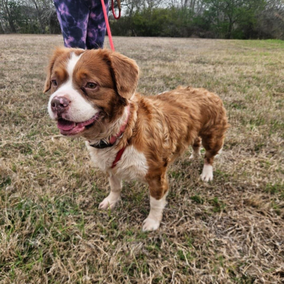 Dog for adoption - Precious, an Australian Shepherd Mix in Appleton, WI ...