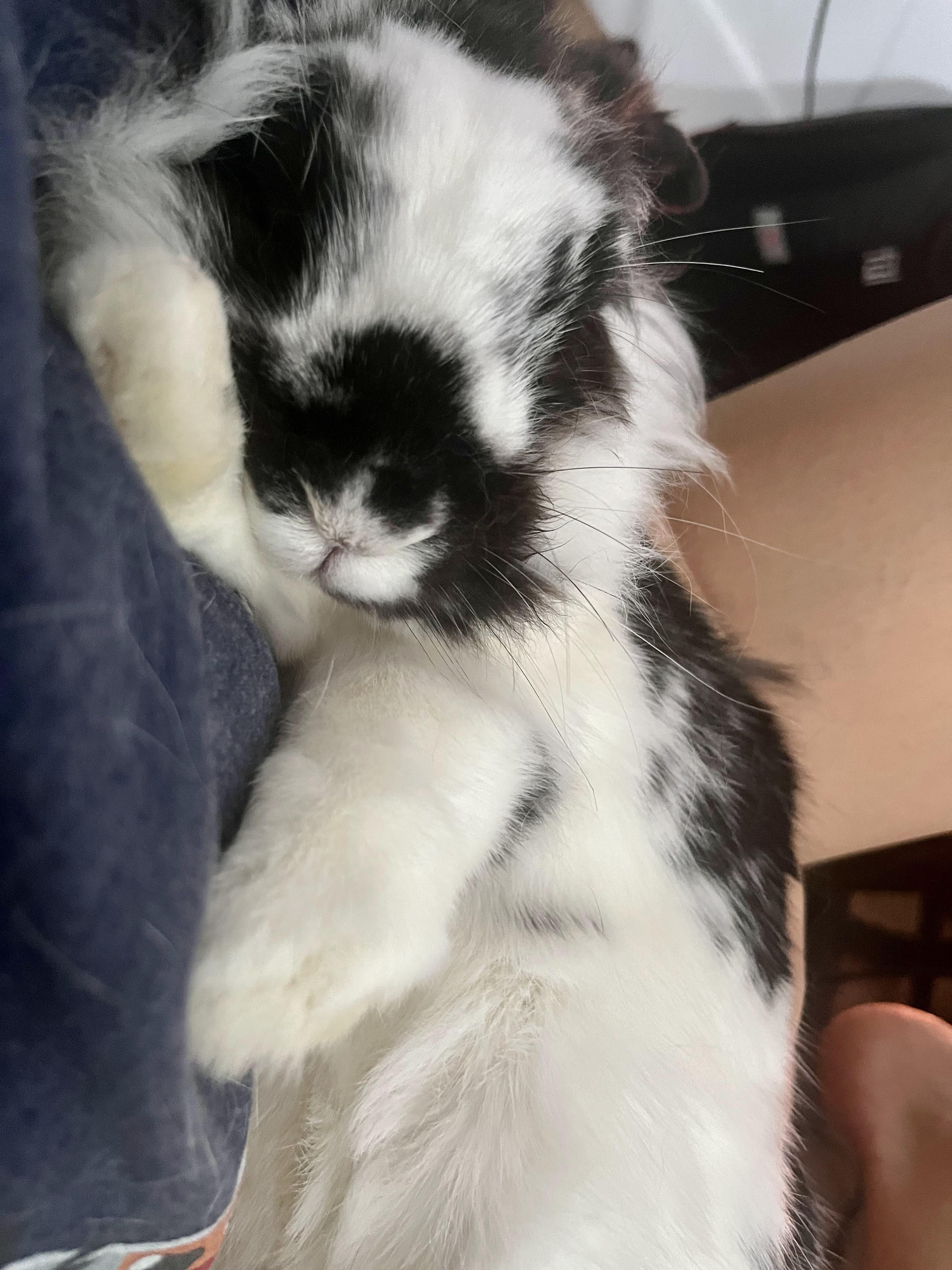 Rabbit for adoption - Frank, a Lop Eared in Gig Harbor, WA | Petfinder