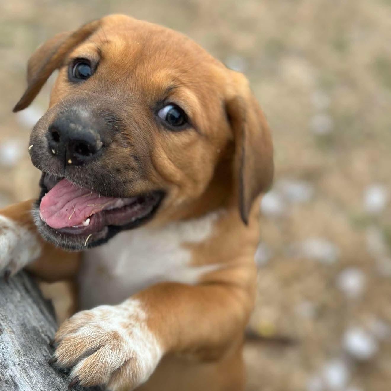 Dog for adoption - Cinnamon Roll, a Labrador Retriever in Ontario, OR ...