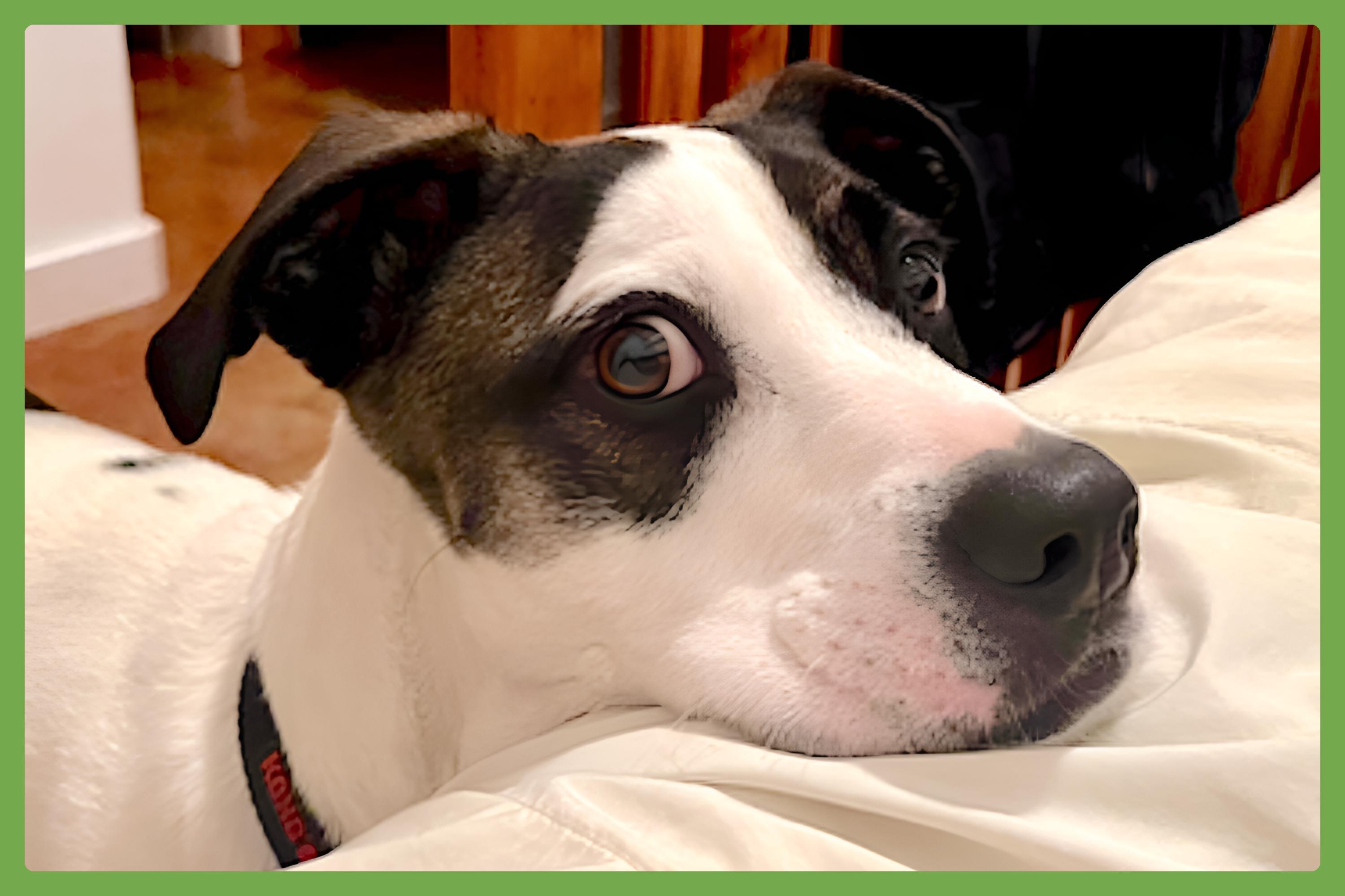 Dog for adoption - Kenna, a Boxer & Weimaraner Mix in Oklahoma City, OK ...