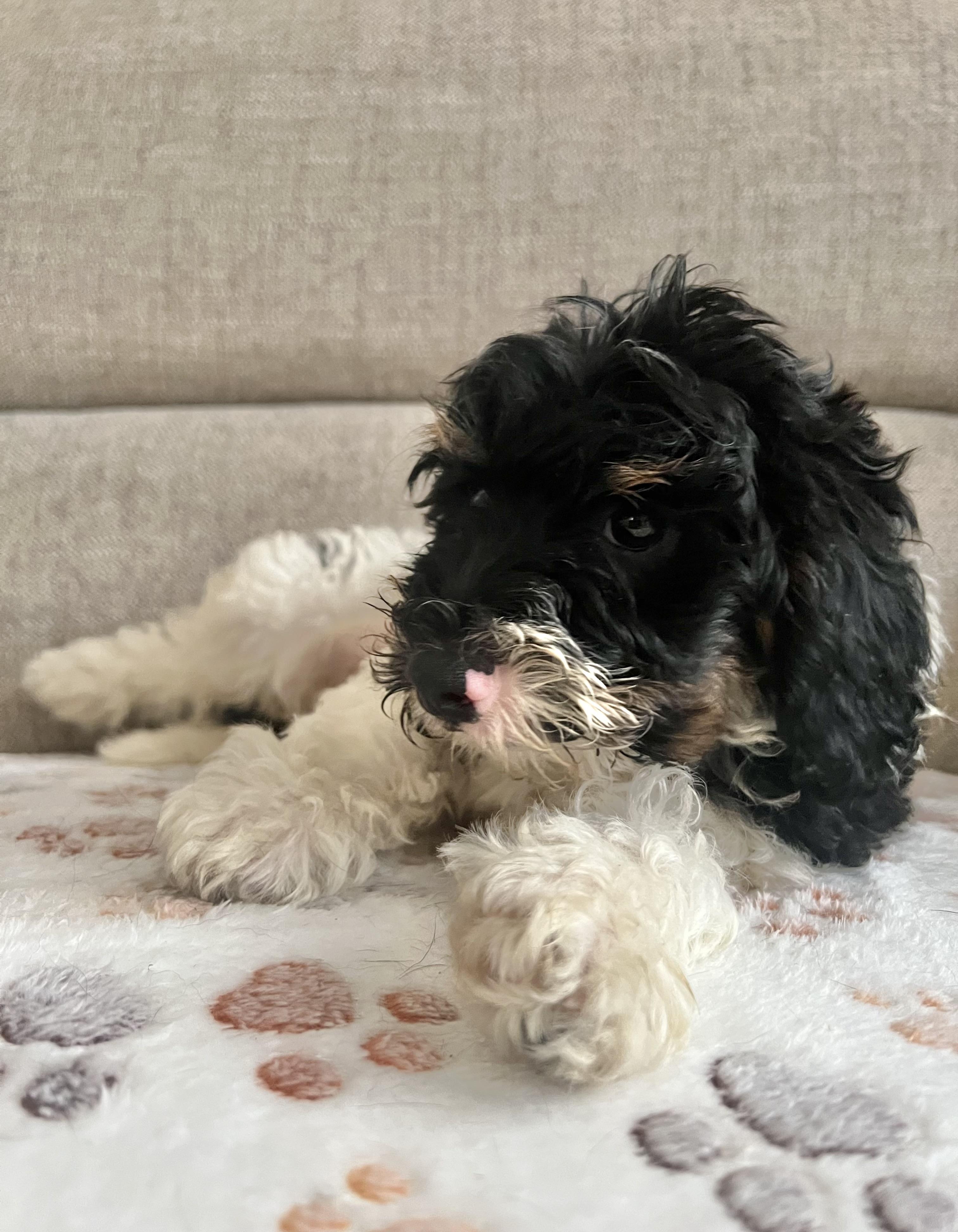 Dog for adoption - Fluttershy, a Cavapoo in Wrightstown, NJ | Petfinder