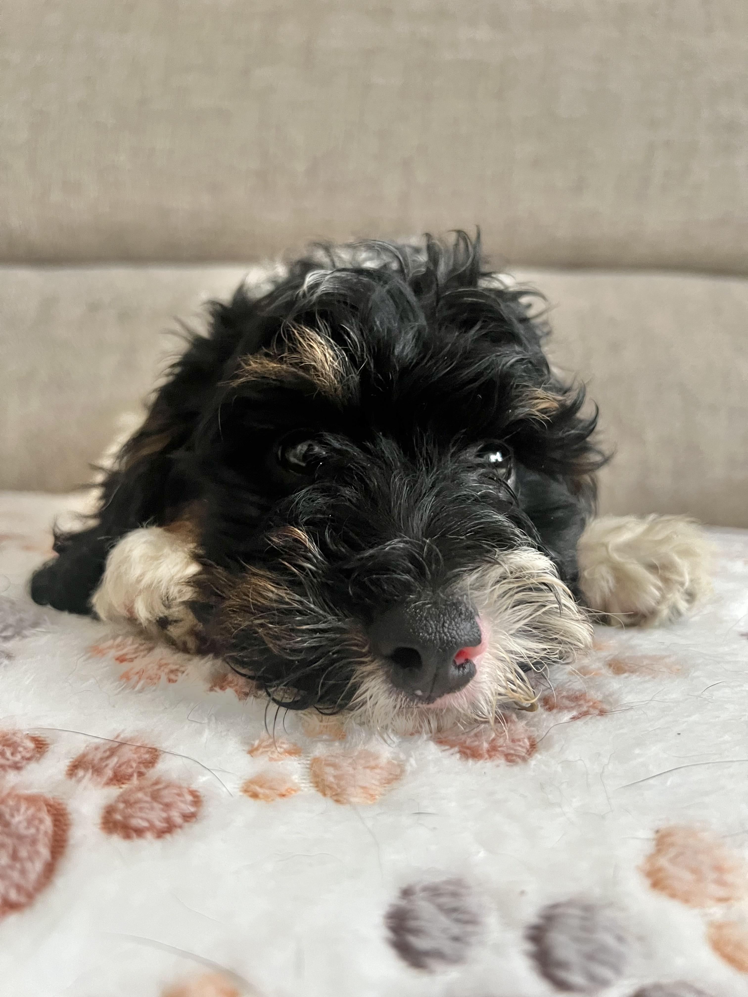 Dog for adoption - Fluttershy, a Cavapoo in Wrightstown, NJ | Petfinder