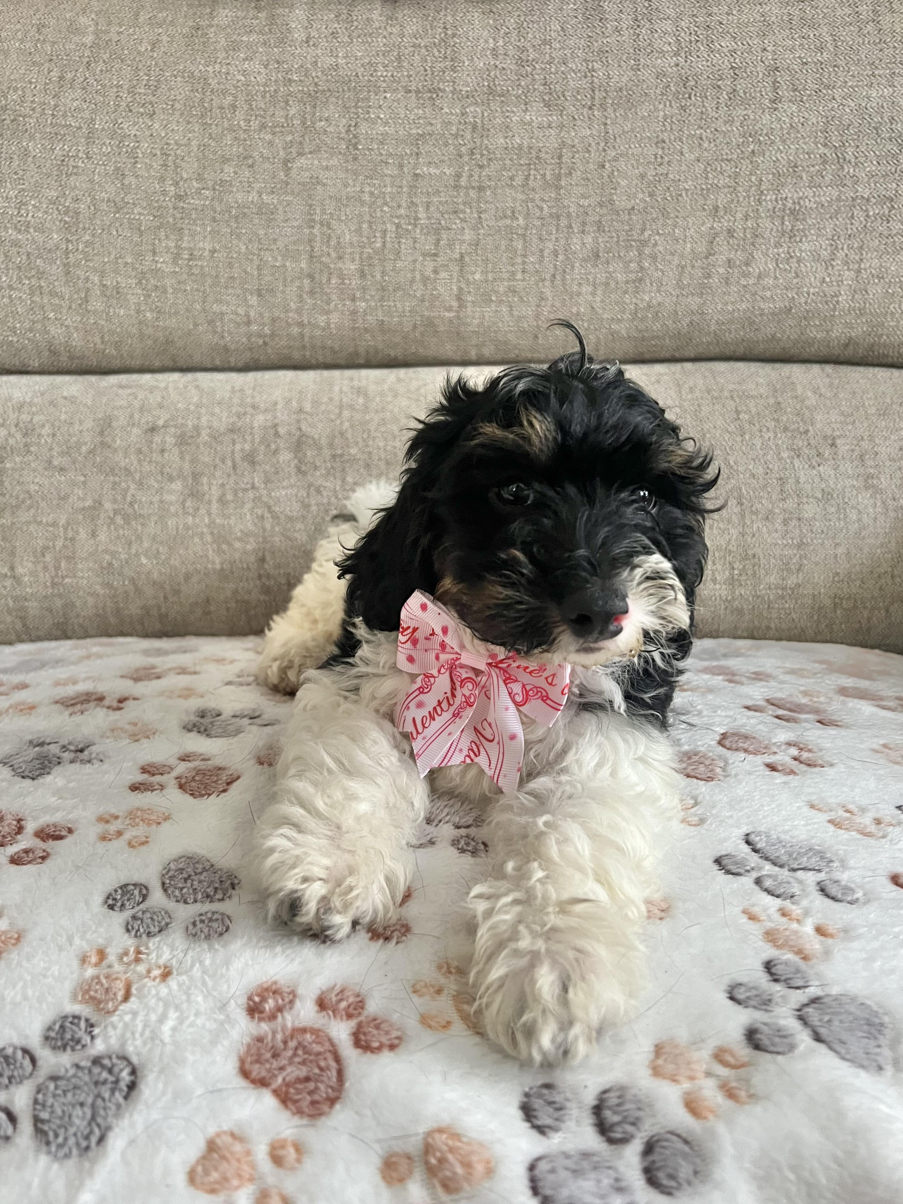 Dog for adoption - Fluttershy, a Cavapoo in Wrightstown, NJ | Petfinder