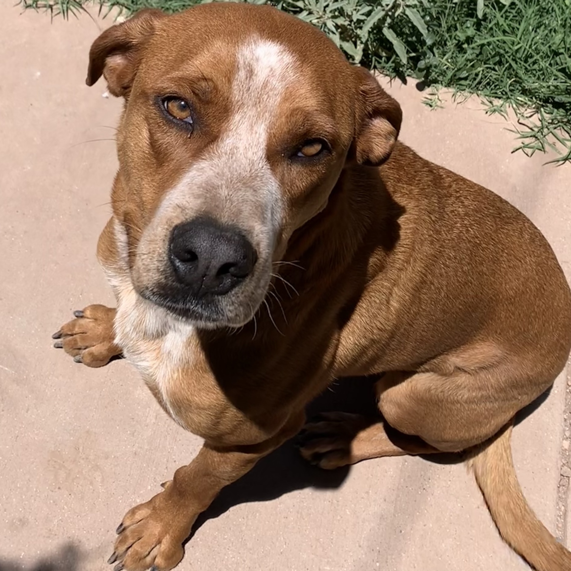 Dog for adoption - Scooby, a Bloodhound Mix in Bisbee, AZ | Petfinder