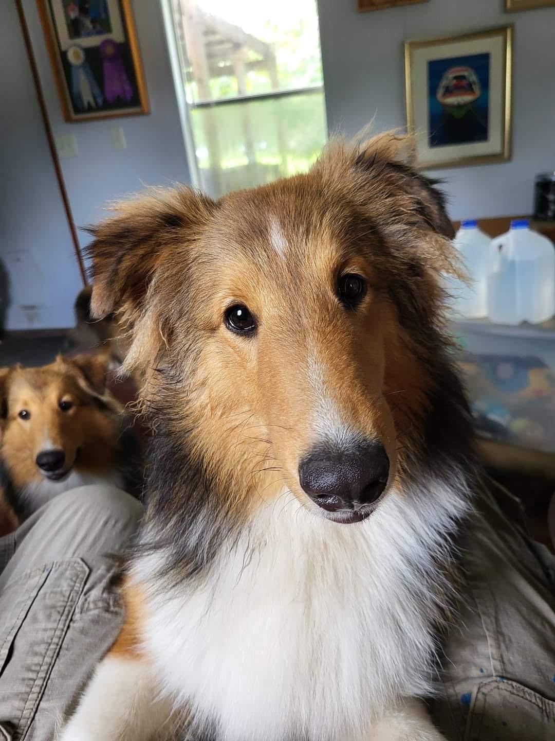 Dog for adoption - Charlie and Marshall, a Shetland Sheepdog / Sheltie ...
