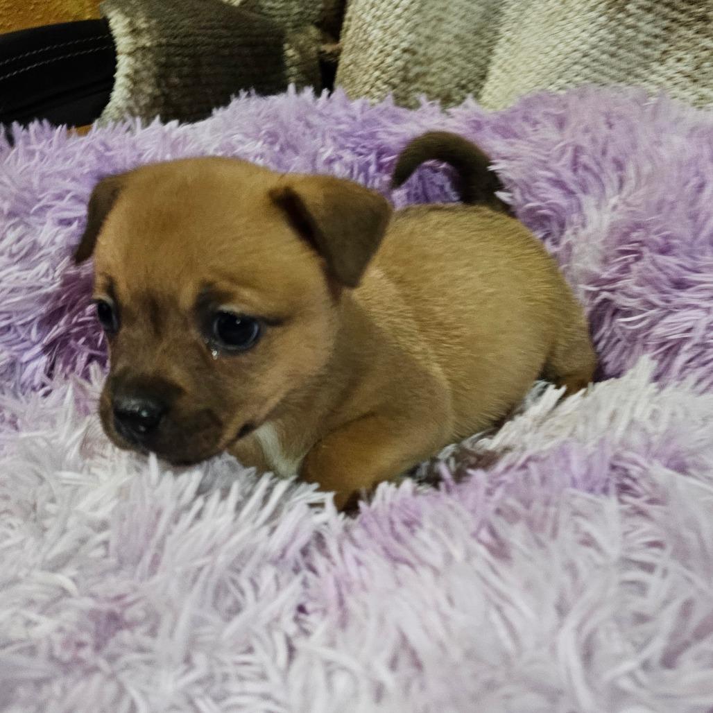 Dog for adoption - Emberlee LB, a Chihuahua & Terrier Mix in Hoffman ...