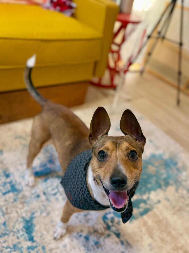 Dog for adoption - Andy You Got A Friend In Me, a Chihuahua & Jack ...