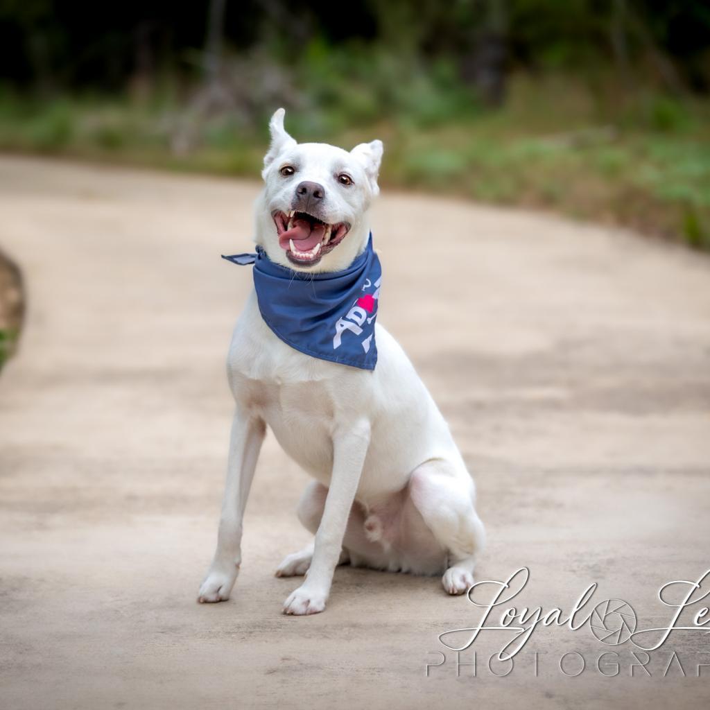 Dog for adoption - Phineas BW, a Cattle Dog & Terrier Mix in Hoffman ...