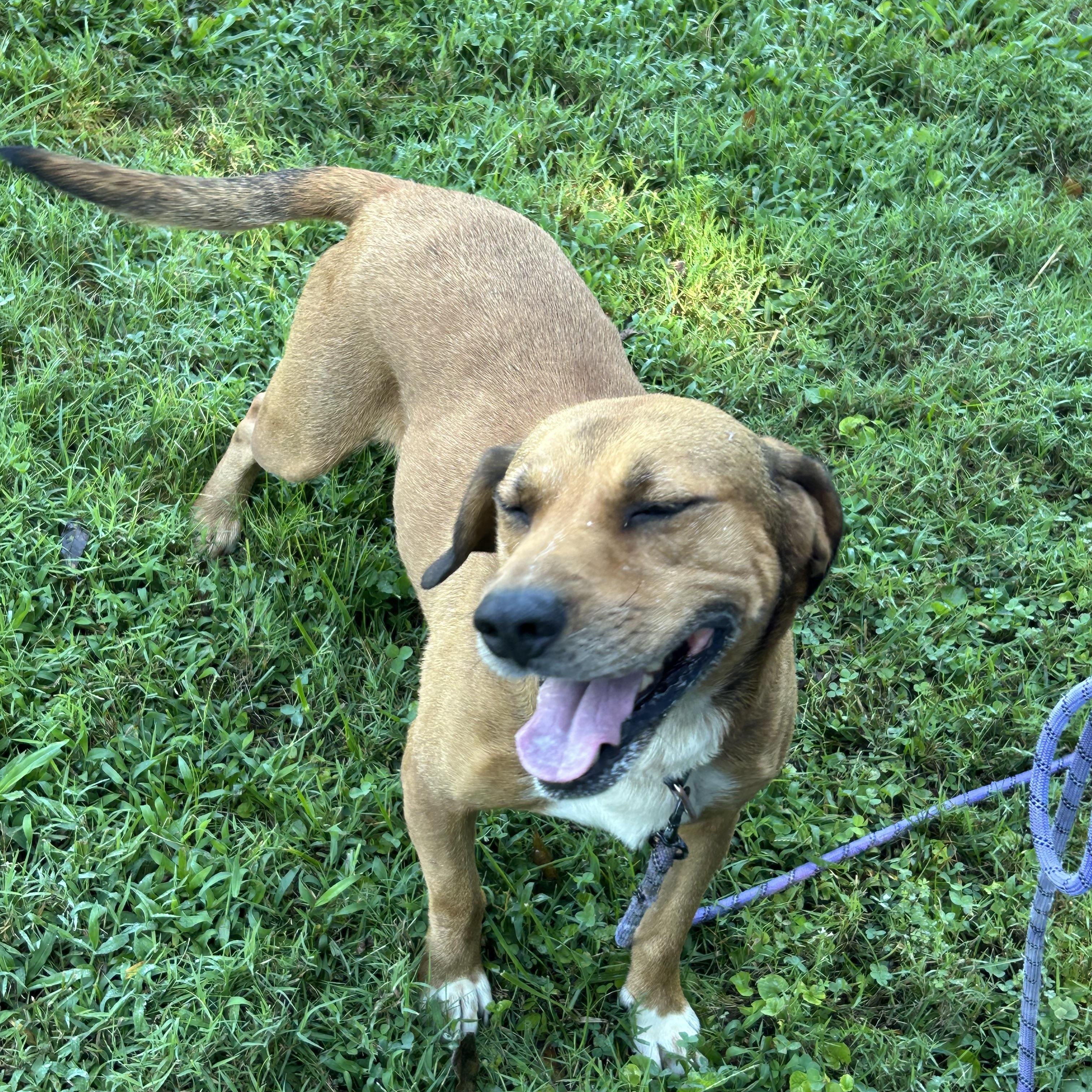 Dog for adoption - Waylon, a Mixed Breed in Sequatchie, TN | Petfinder