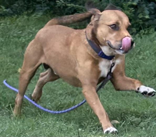 Dog for adoption - Waylon, a Mixed Breed in Sequatchie, TN | Petfinder