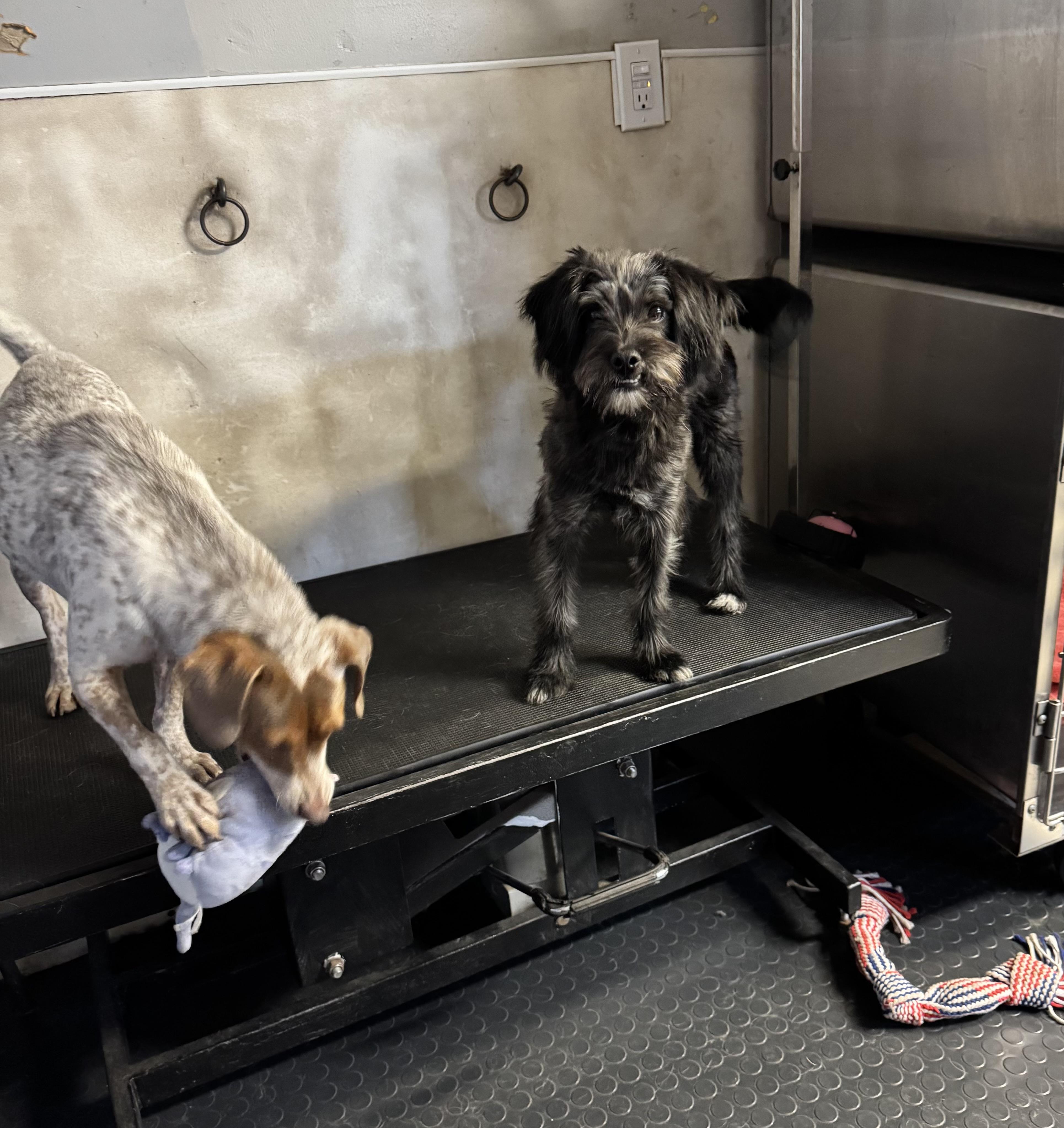 Dog for adoption - Eveie, a Schnoodle in Glendale, OH | Petfinder