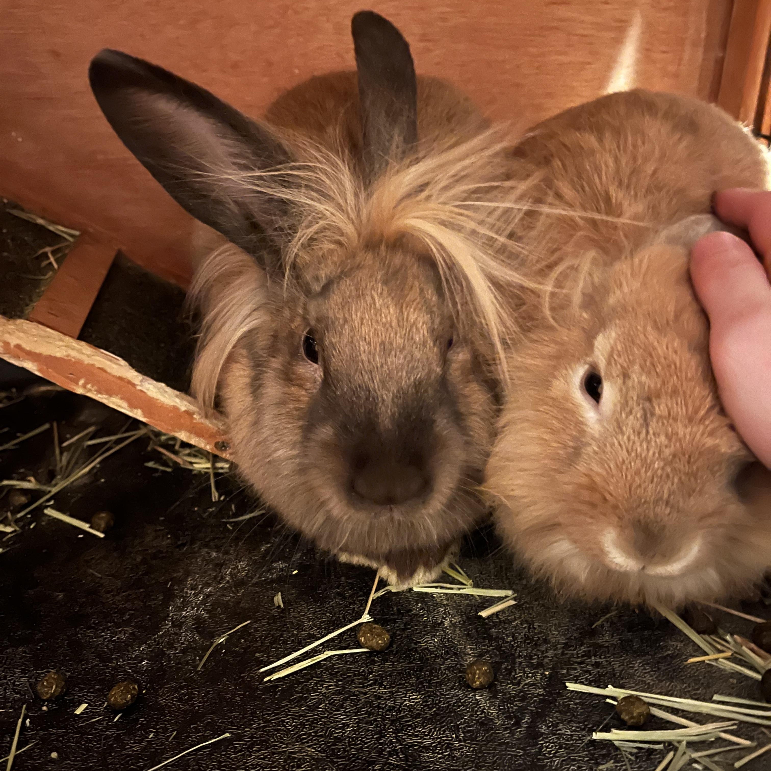 Rabbit for adoption - Reno & Carson, a Lionhead Mix in Cream Ridge, NJ ...