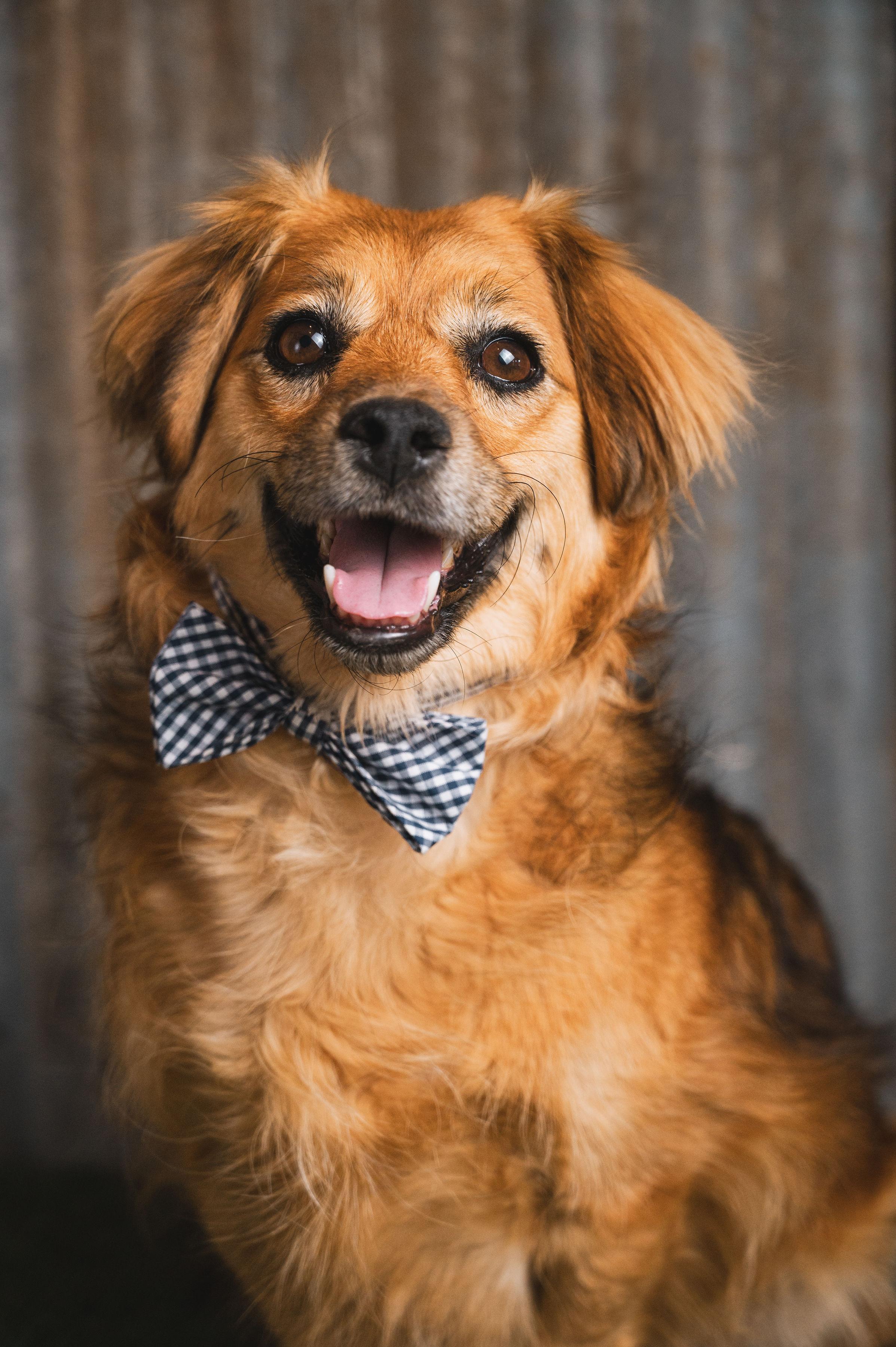 Dog for adoption - Skeeter, a Dachshund (Long Haired) & Terrier Mix in ...