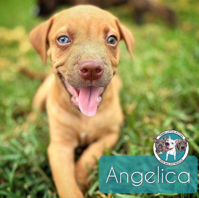 Dog for adoption - Angelica Ann Marie, an American Staffordshire ...
