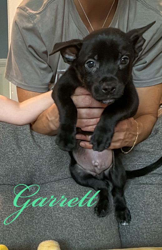 Dog for adoption - Garrett, a Labrador Retriever & American Bully Mix ...