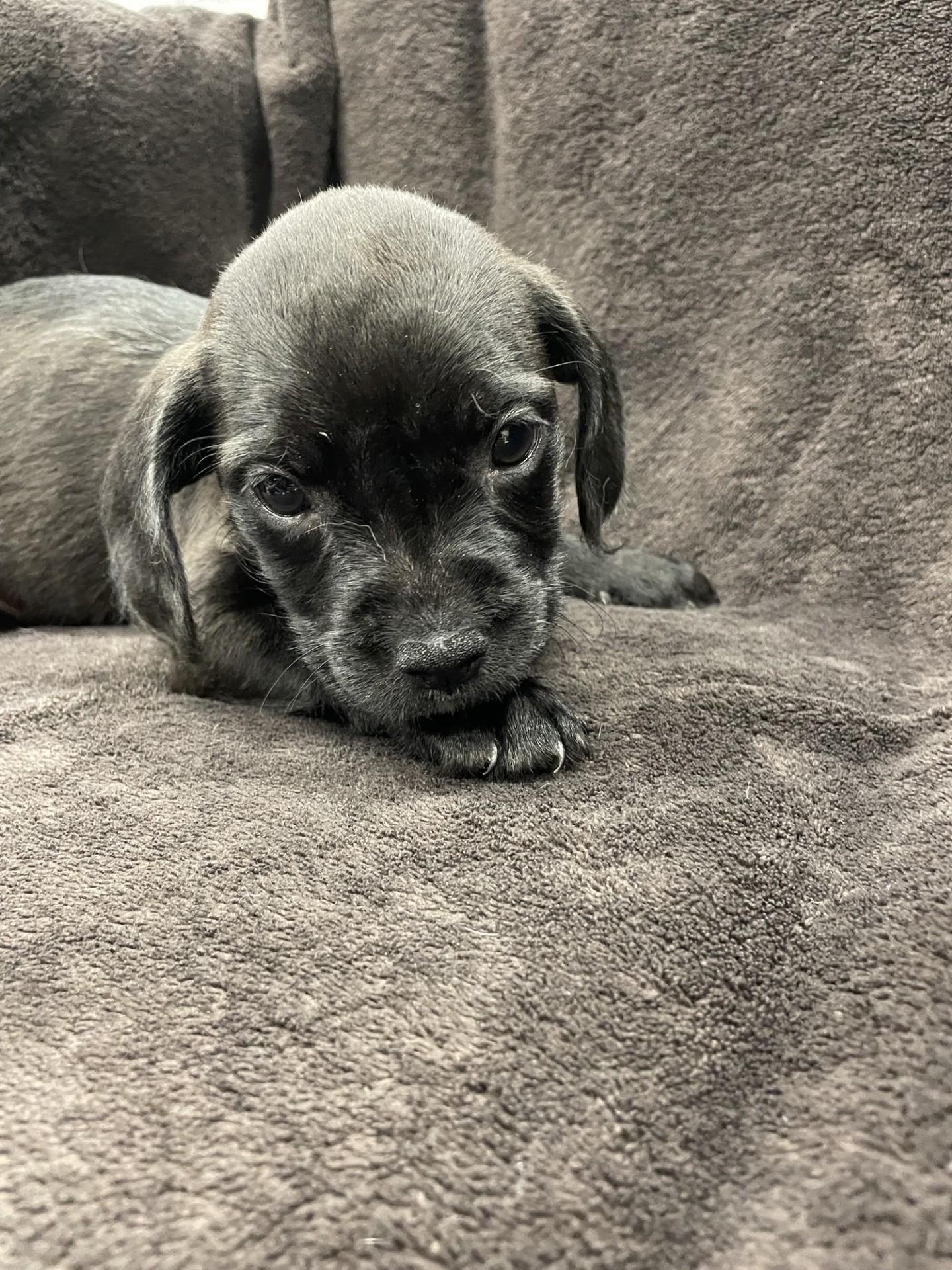 Dog for adoption - Princess A212065, a Labrador Retriever Mix in Plano ...