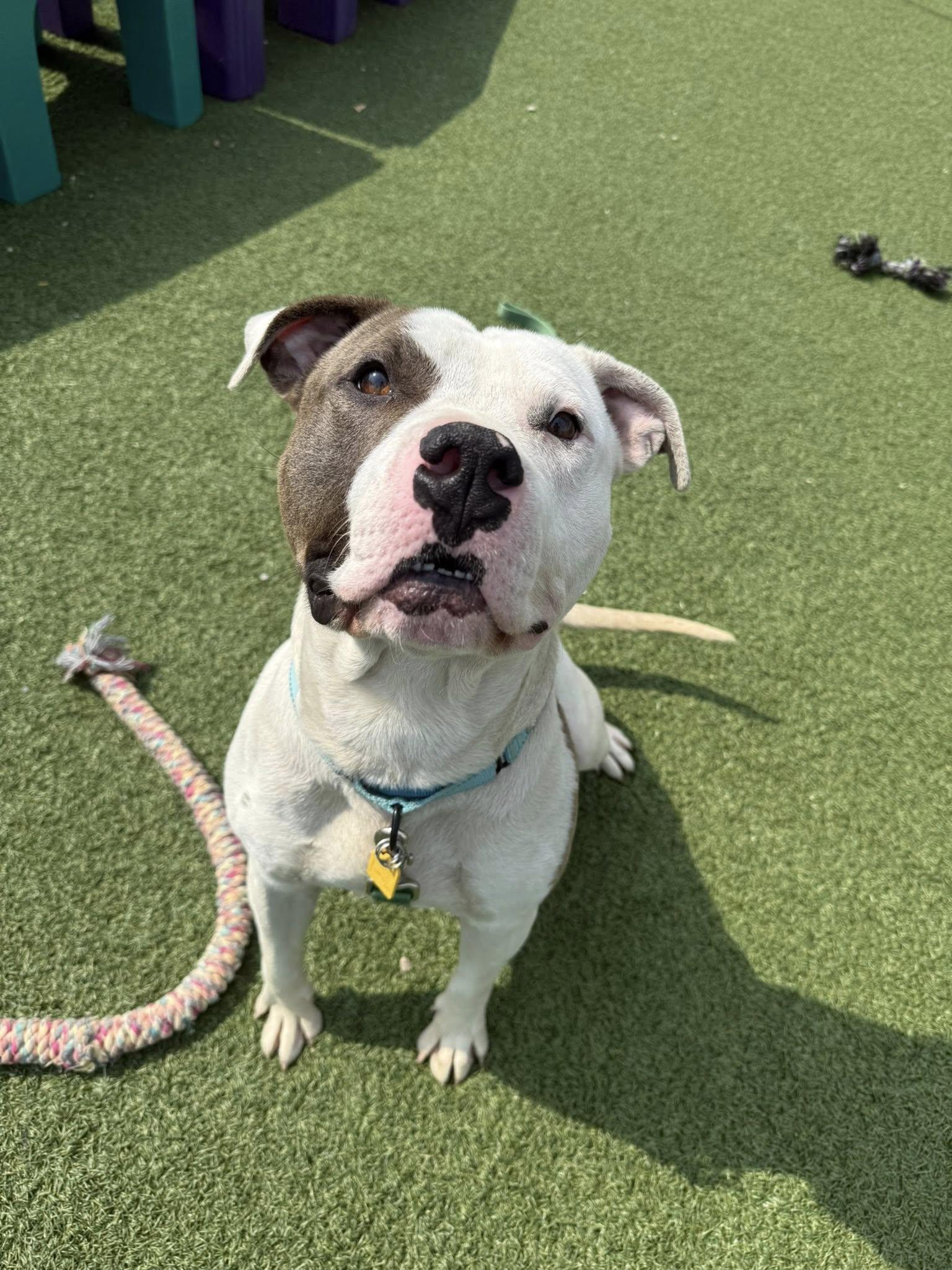 Dog for adoption - Petey, a Pit Bull Terrier Mix in Cleveland, OH ...