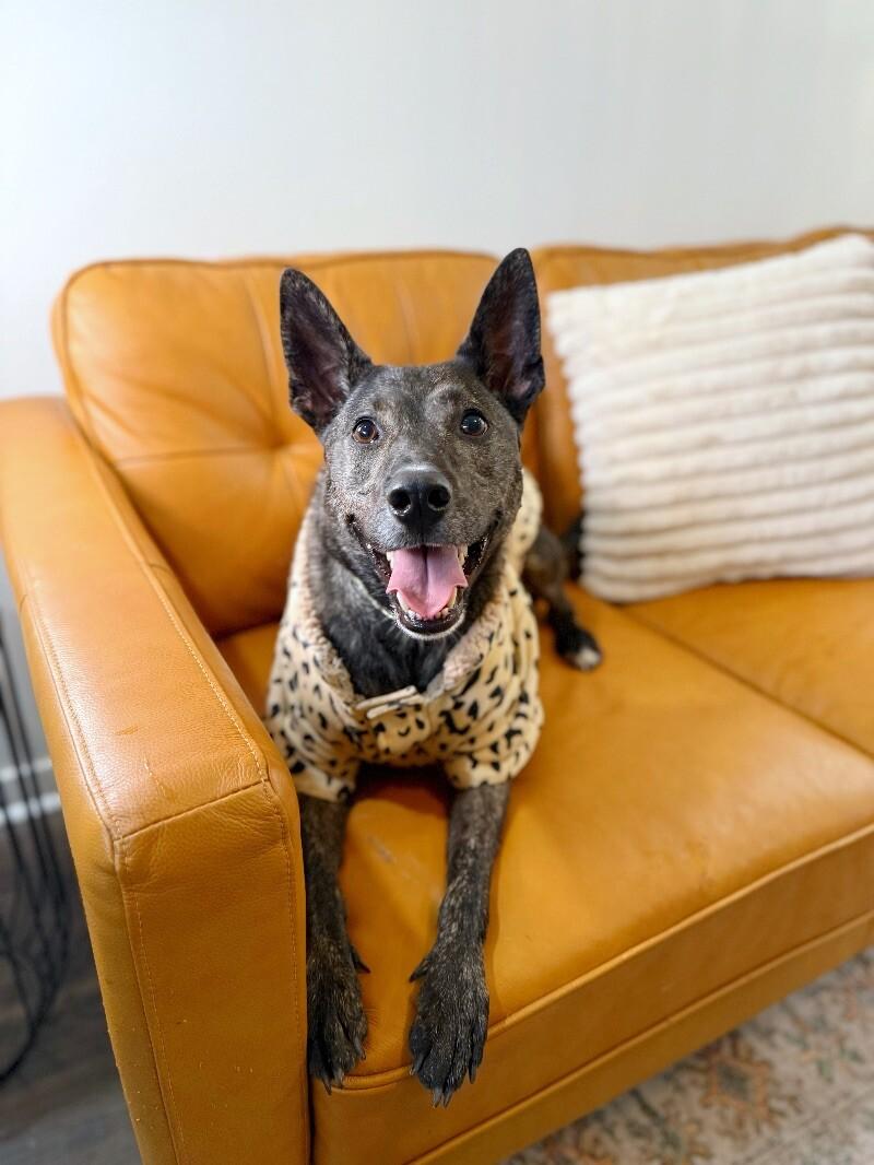 Dog for adoption - Artemis Goddess of Snuggles, a Pit Bull Terrier ...