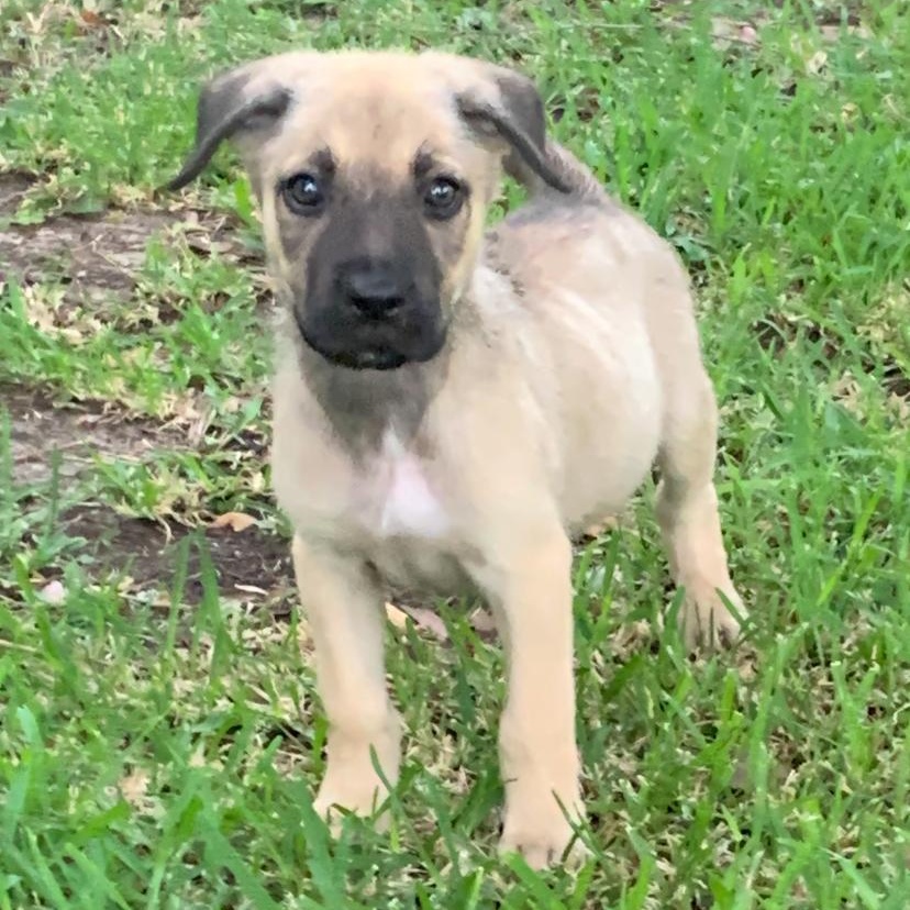 Dog for adoption - Pluto, a Shepherd Mix in NOTTINGHAM, MD | Petfinder