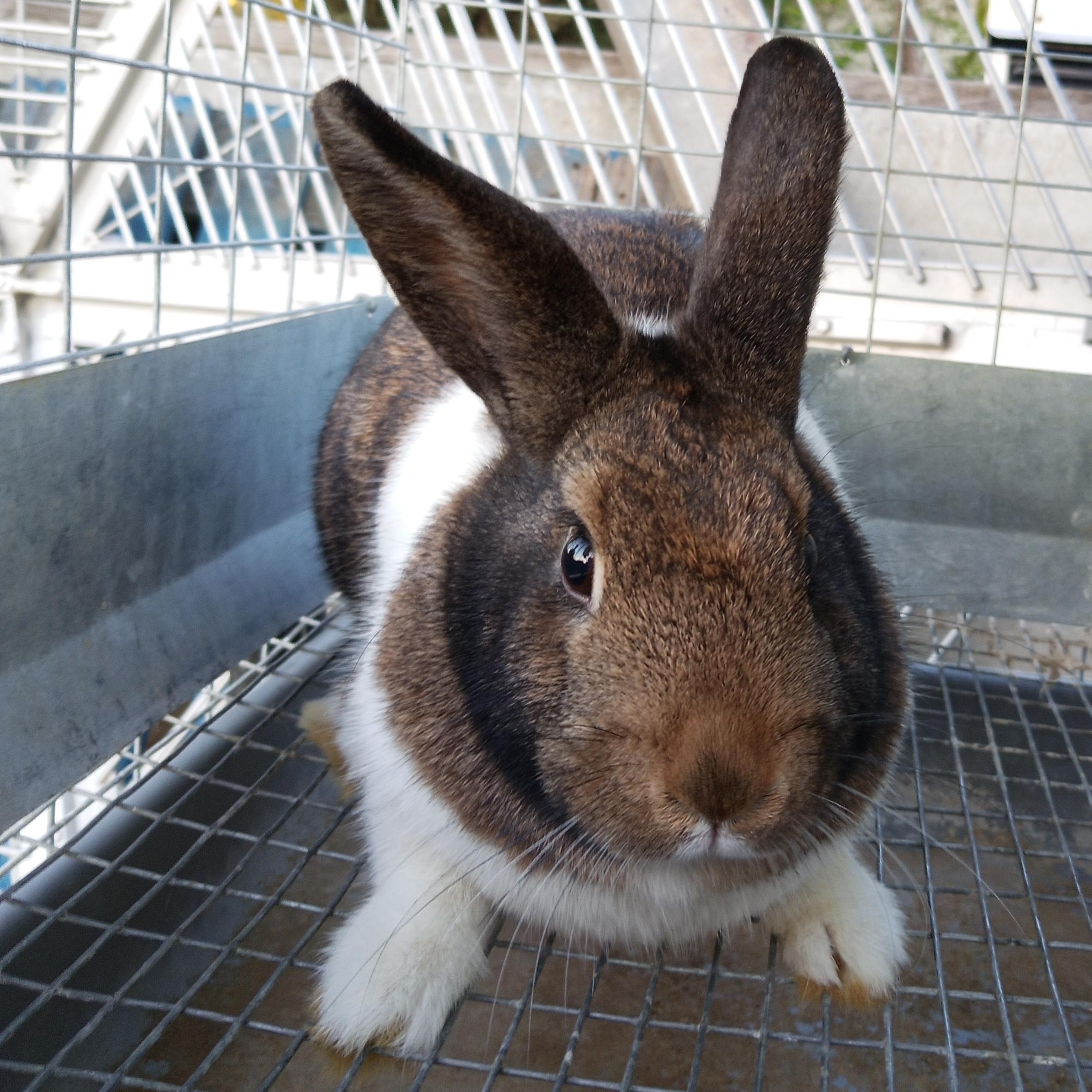 Rabbit for adoption - Candy, a Bunny Rabbit in Modesto, CA | Petfinder