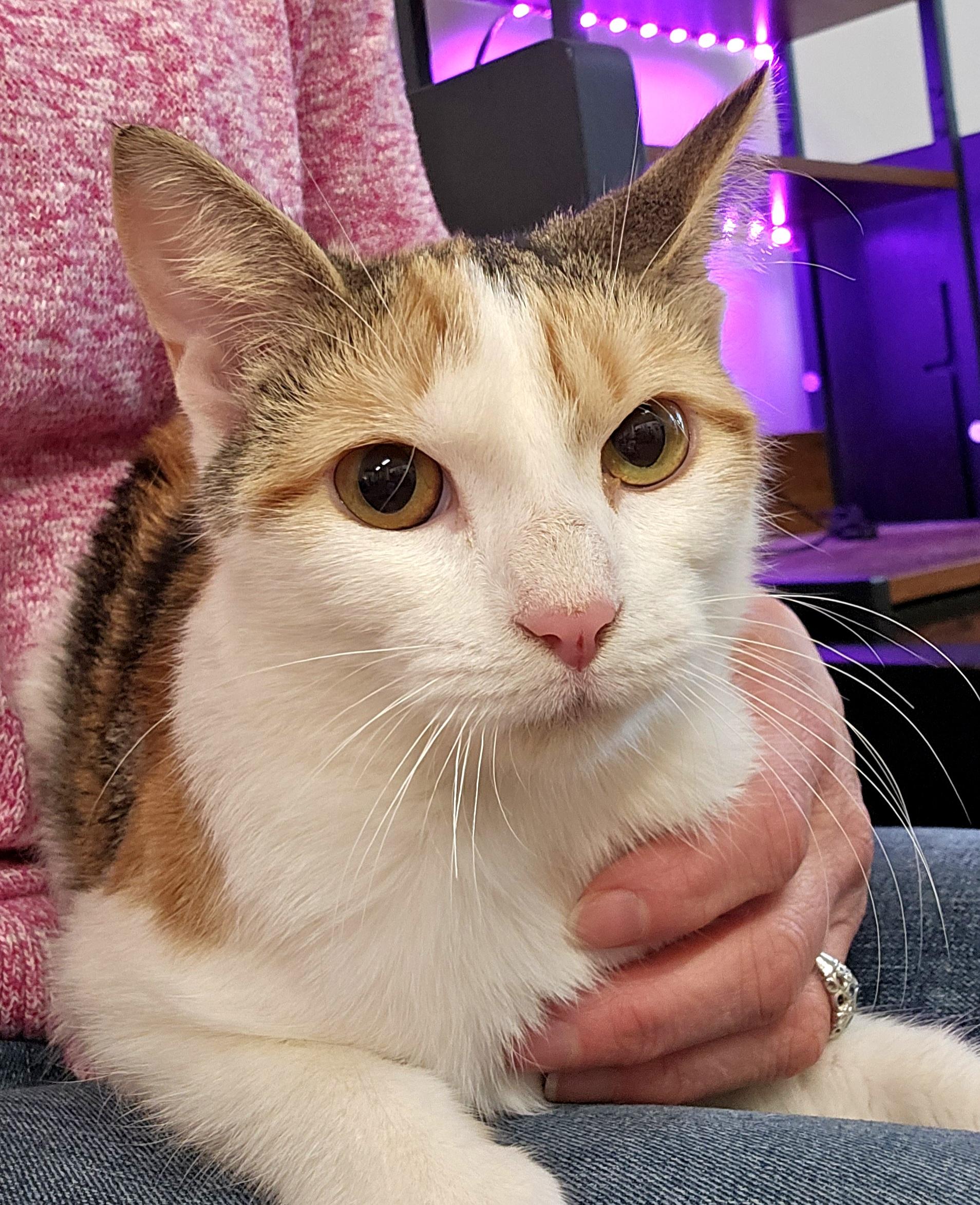Ryanne - Adoptable Pet | Petfinder | Petfinder