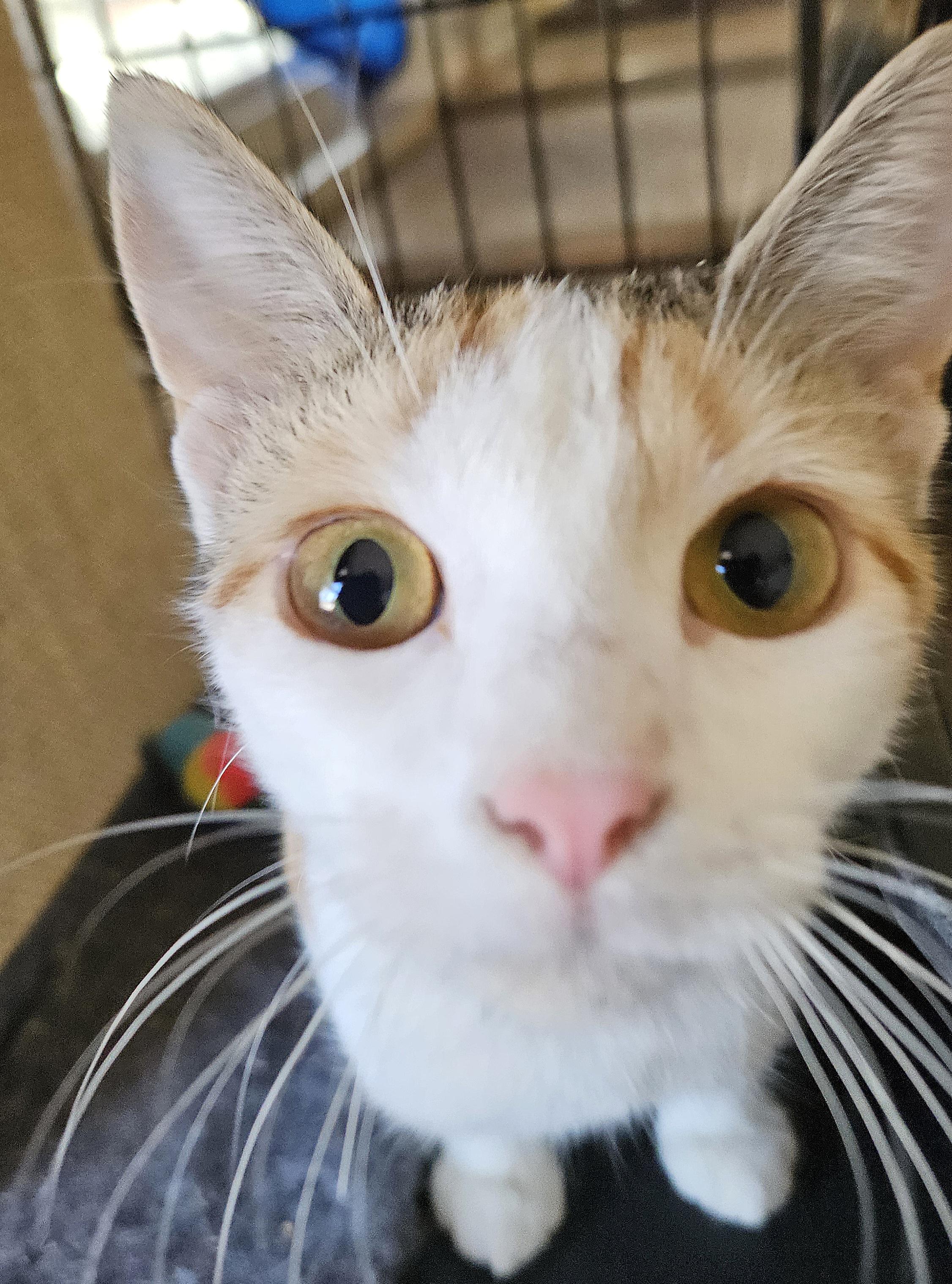 Ryanne - Adoptable Pet | Petfinder | Petfinder