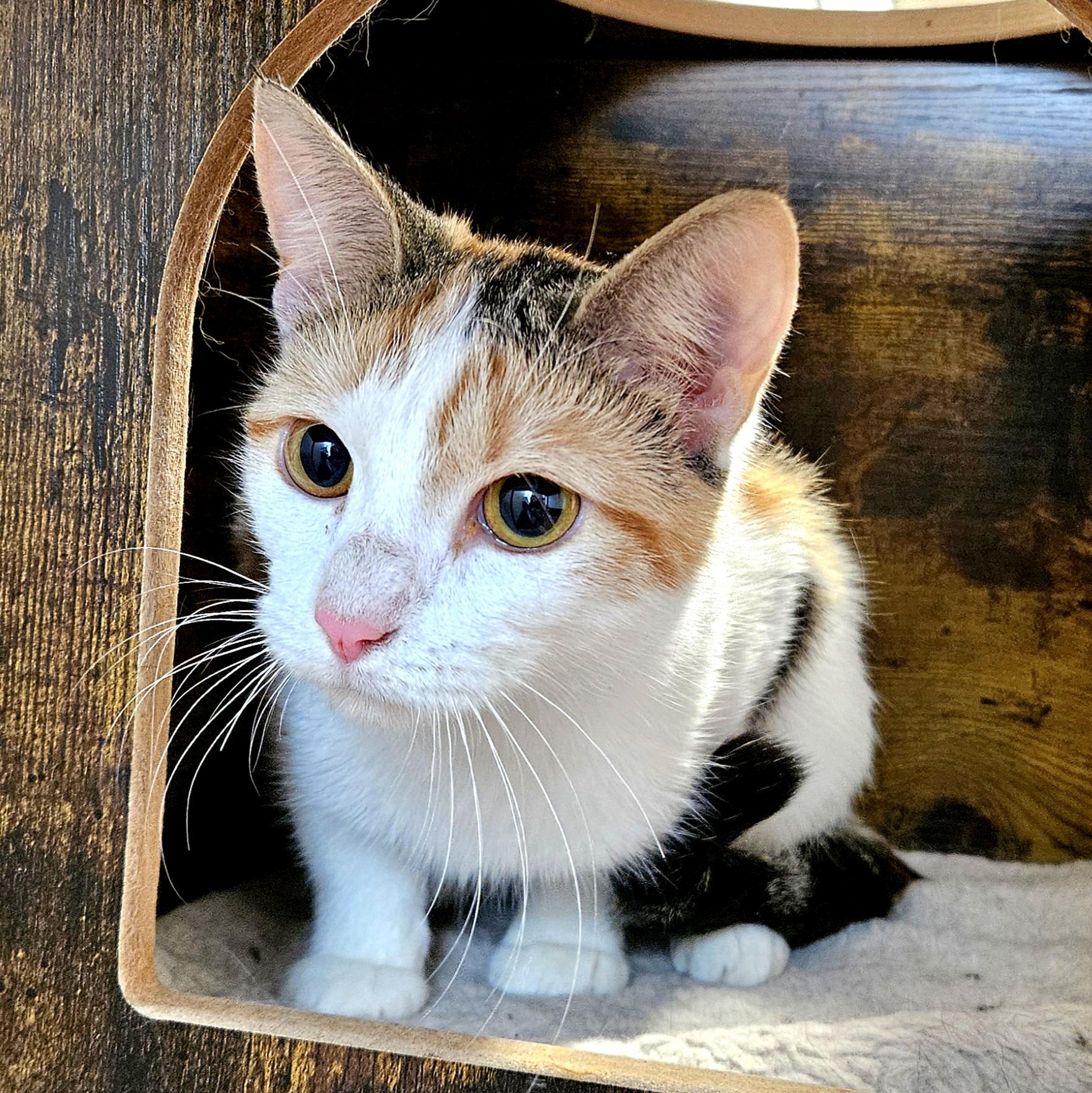 Ryanne - Adoptable Pet | Petfinder | Petfinder