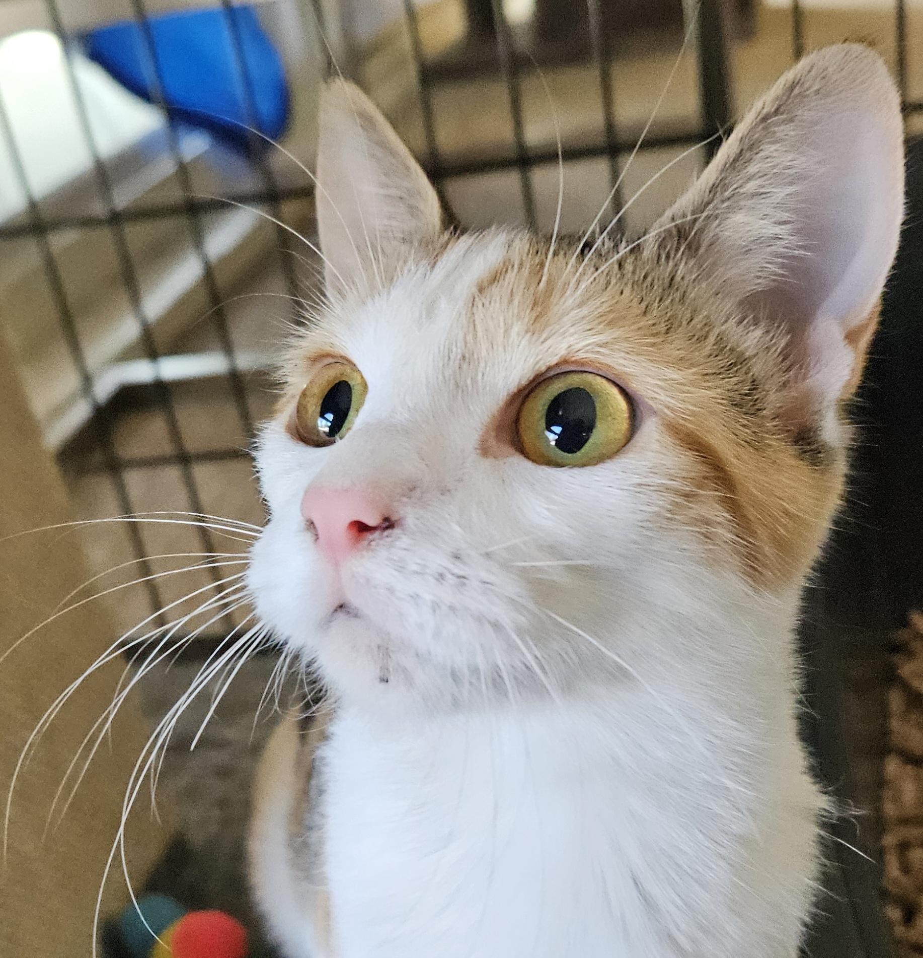 Ryanne - Adoptable Pet | Petfinder | Petfinder