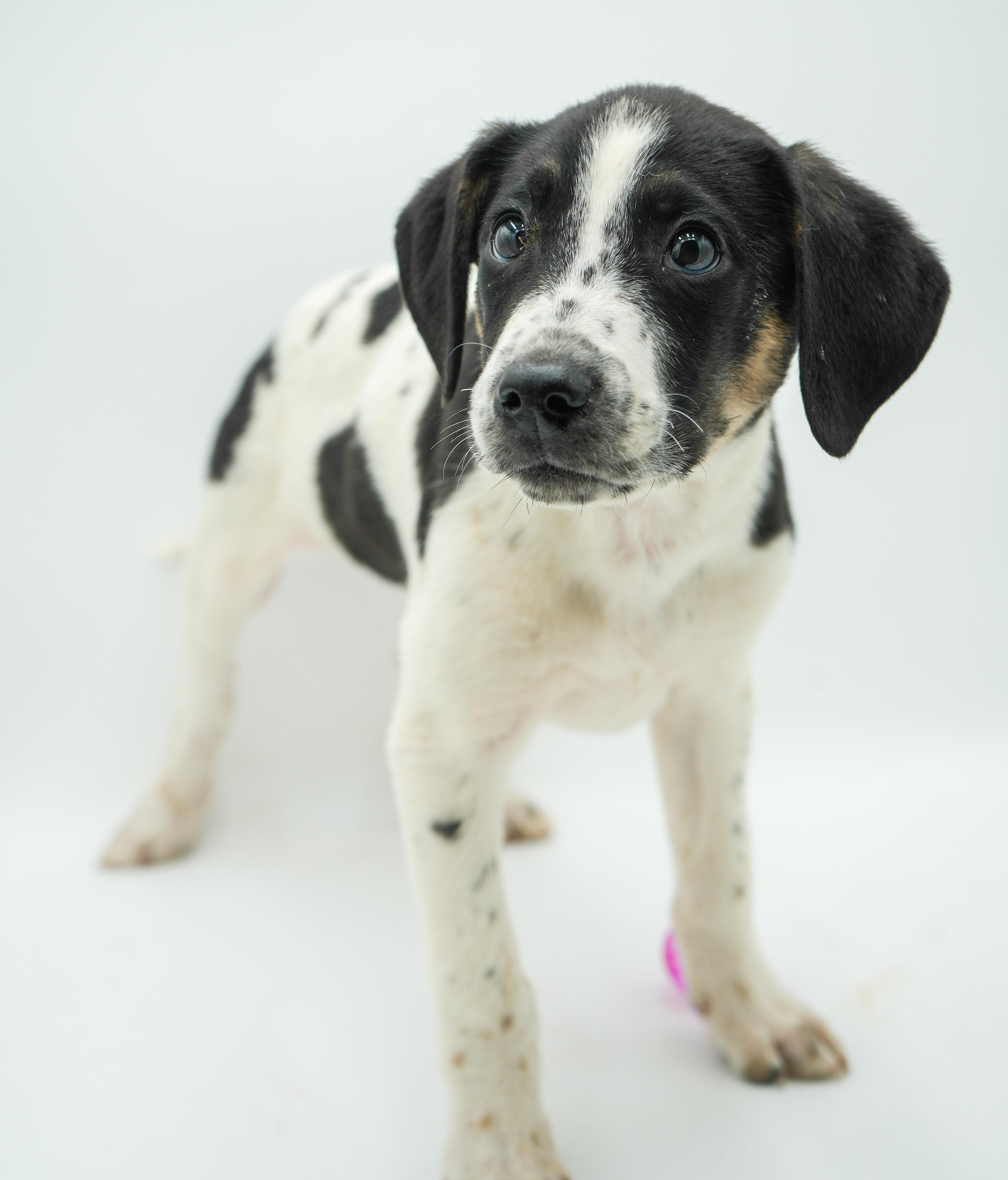 Dog for adoption - Gerkin is our GOOFY snuggle boy! VIDEO TOO!, an ...