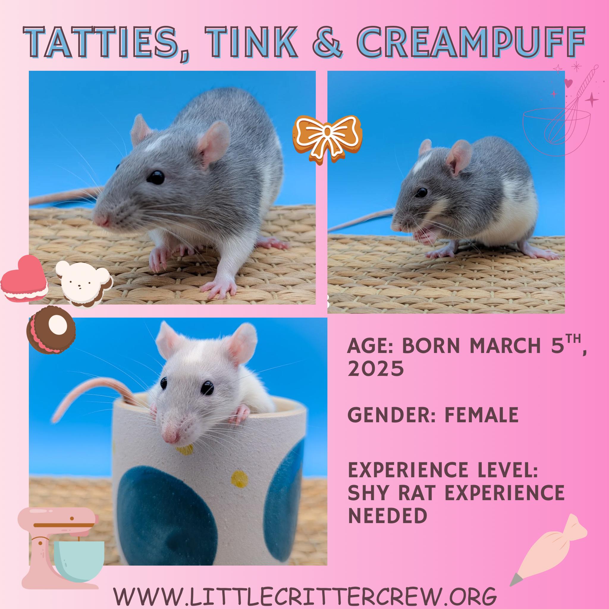 Rat for adoption - Tatties, Tink & CreamPuff, a Rat in Eugene, OR ...