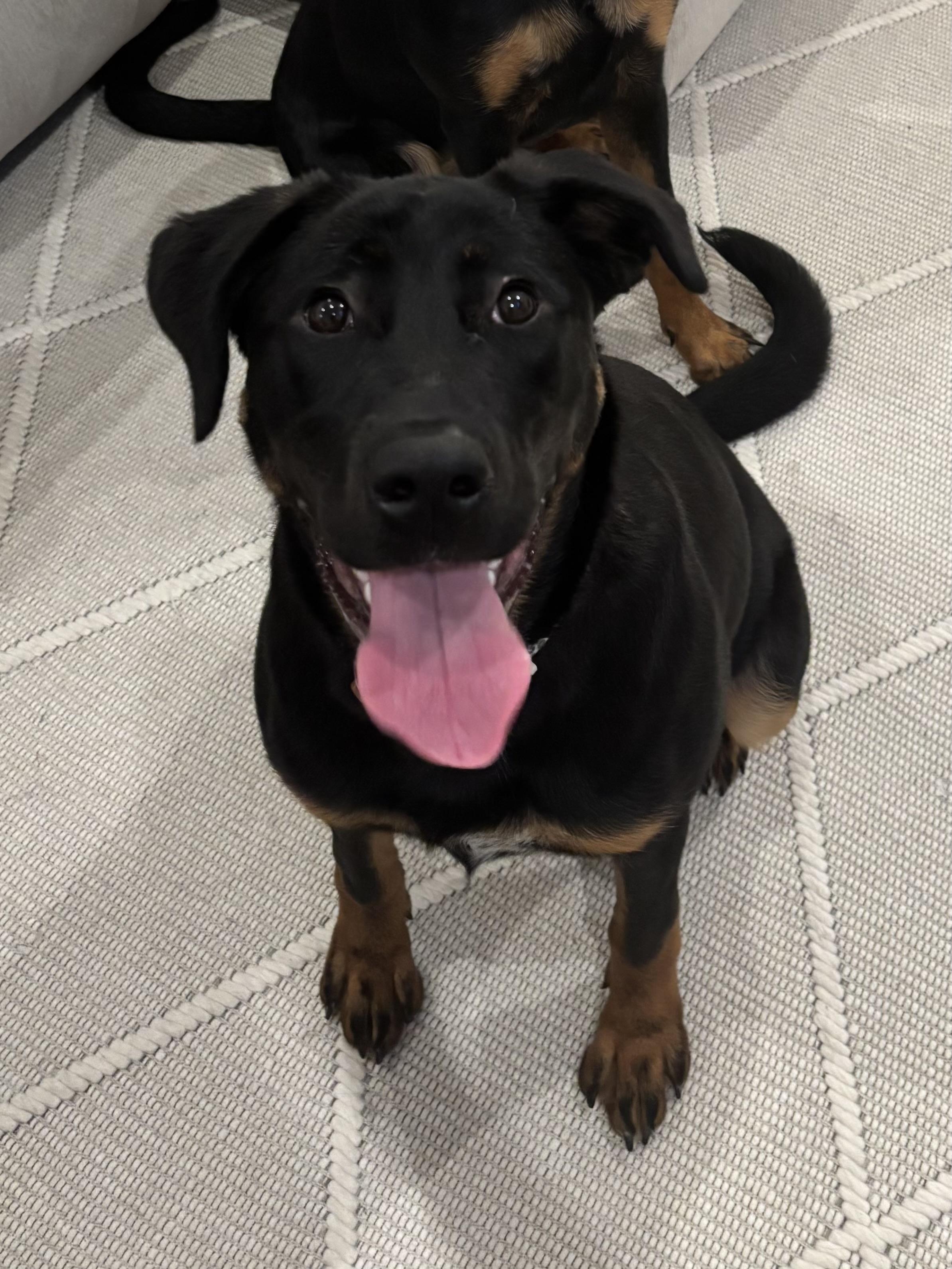 Dog for adoption - Lovely - formerly Alice (Momma Millie pup), a ...