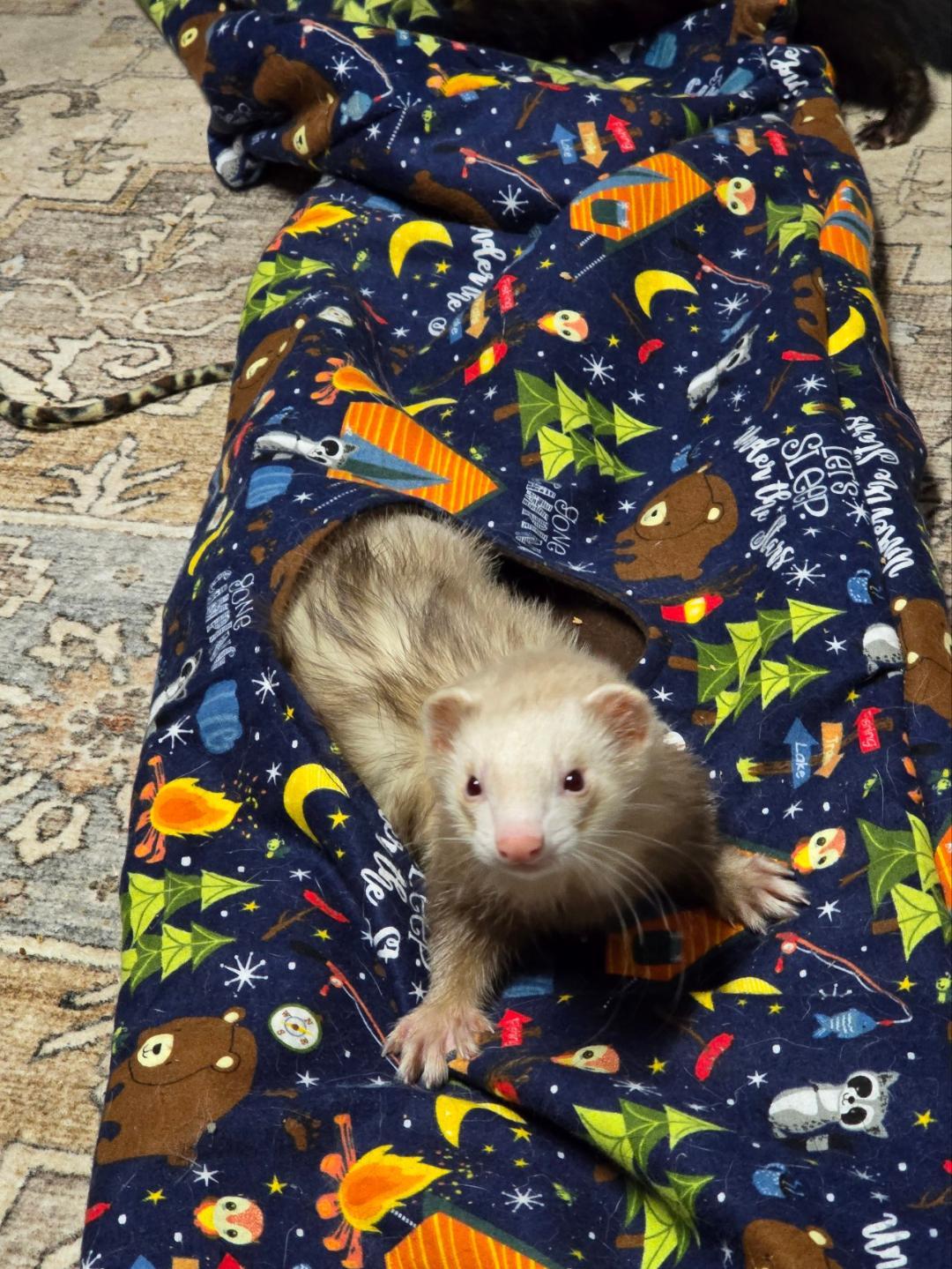 Ferret for adoption - Draco, a Ferret in Lake worth, FL | Petfinder