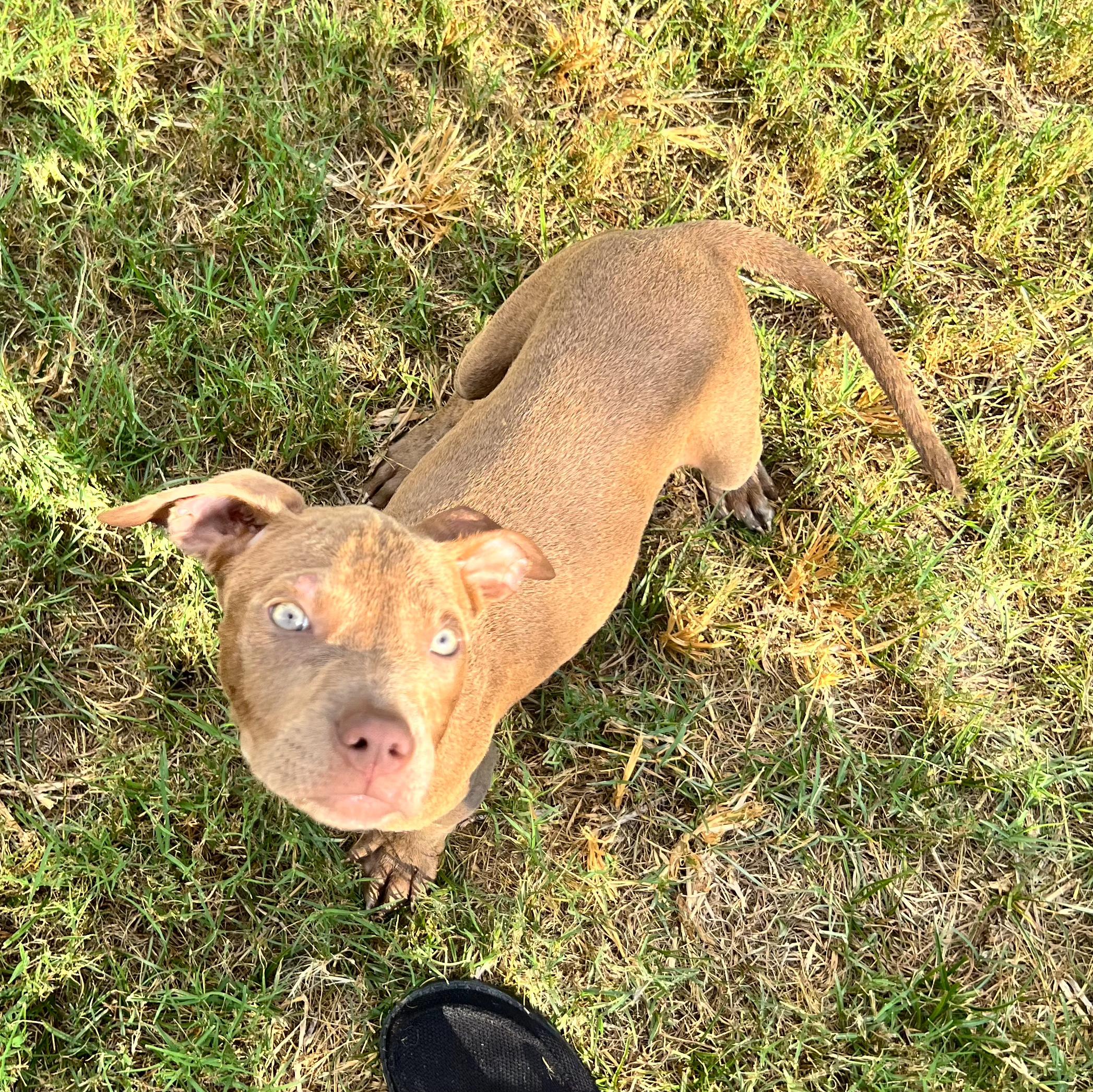 Dog for adoption - Twix, a Mixed Breed in Boston, MA | Petfinder