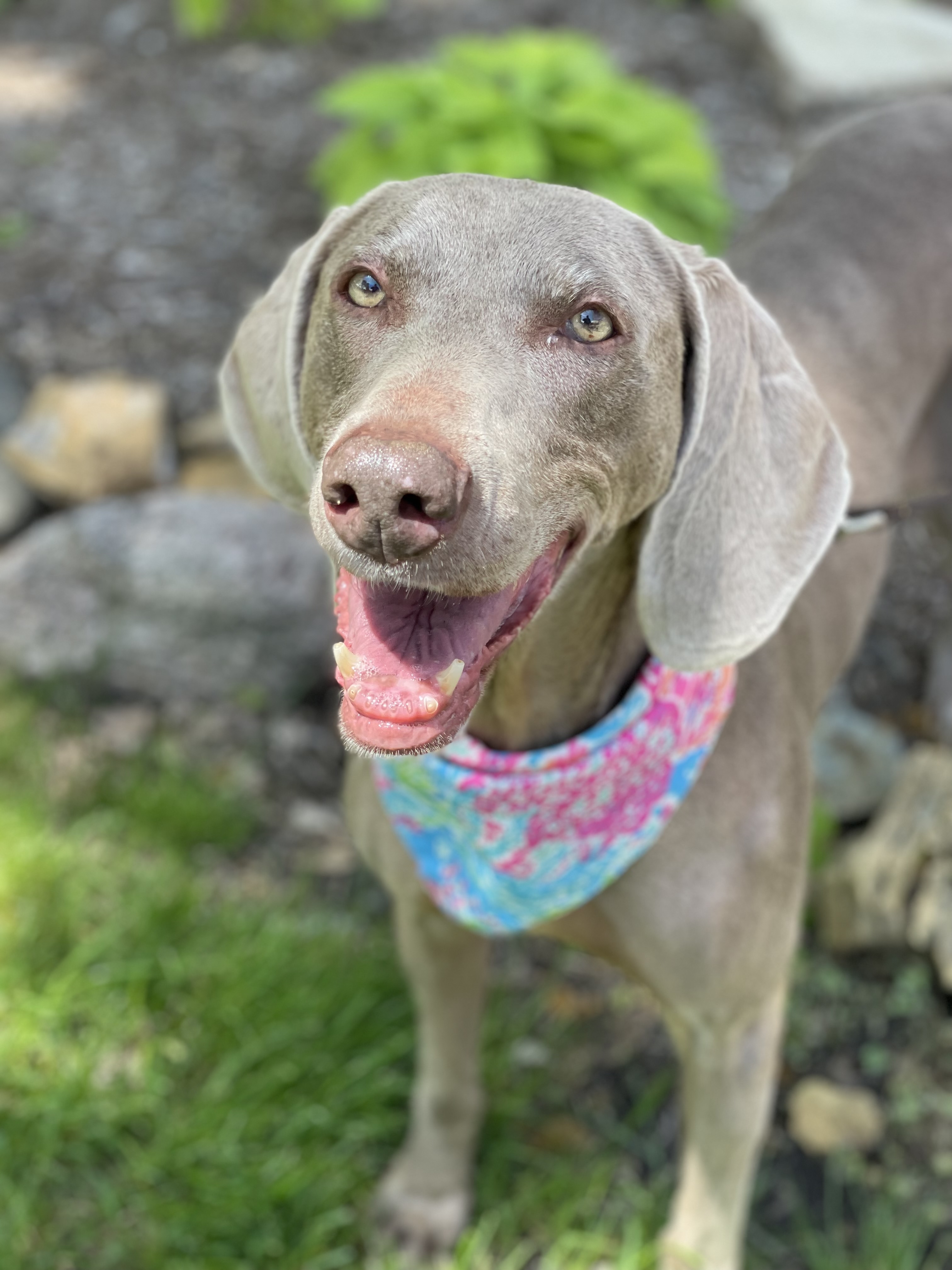 Available Dogs - The A.R.K - Animal Recycling Kennel