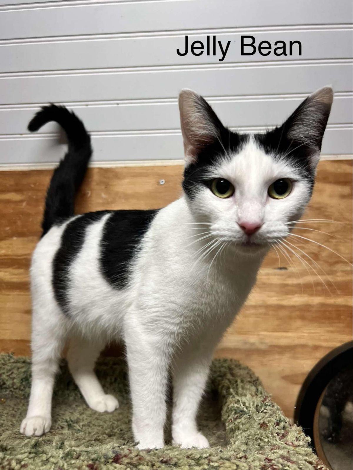 Cat for adoption - Jelly Bean, a Domestic Short Hair in Zimmerman, MN ...